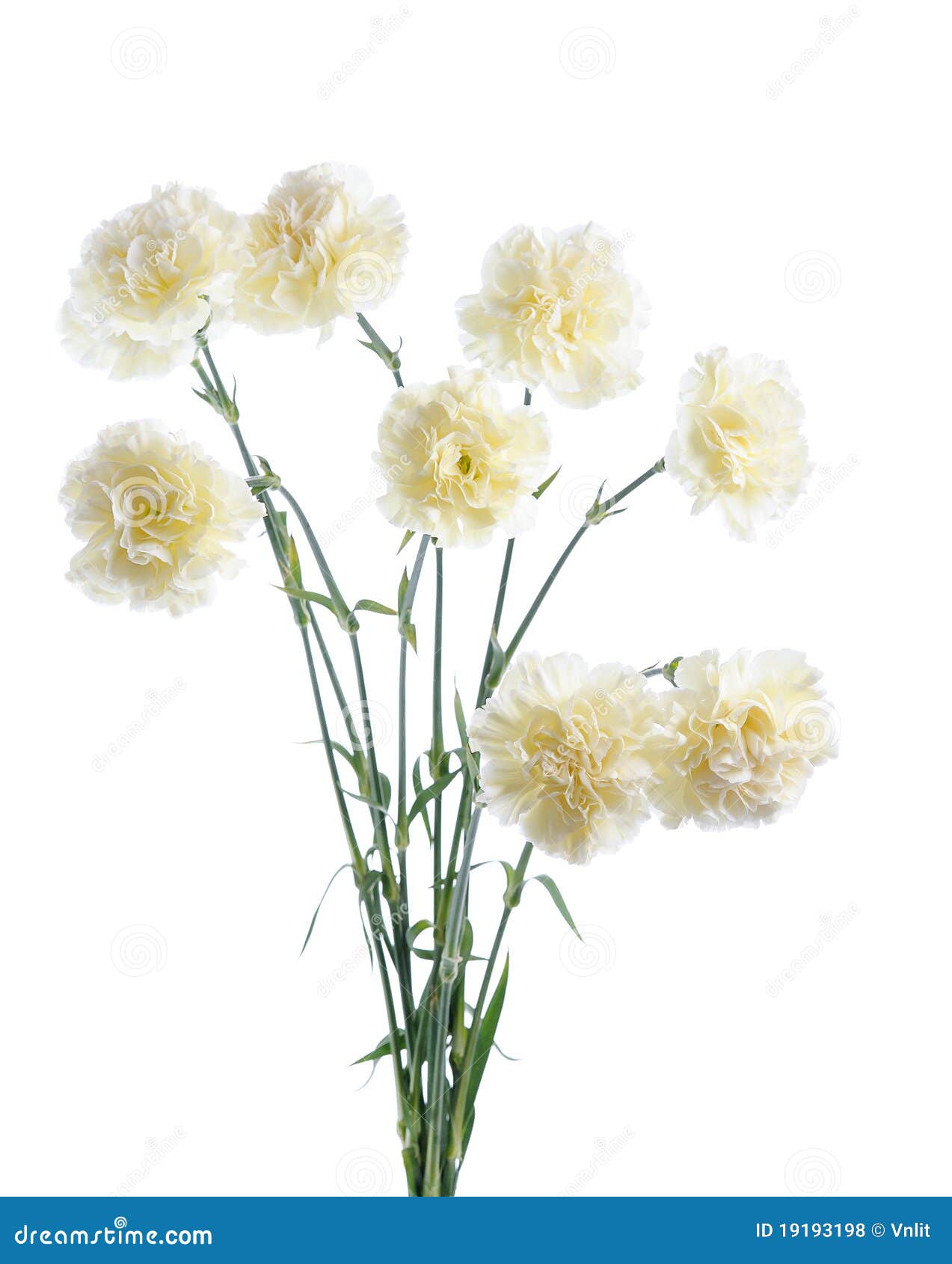 Witte anjer stock foto. Image of anjer, plantkunde, bloem - 19193198