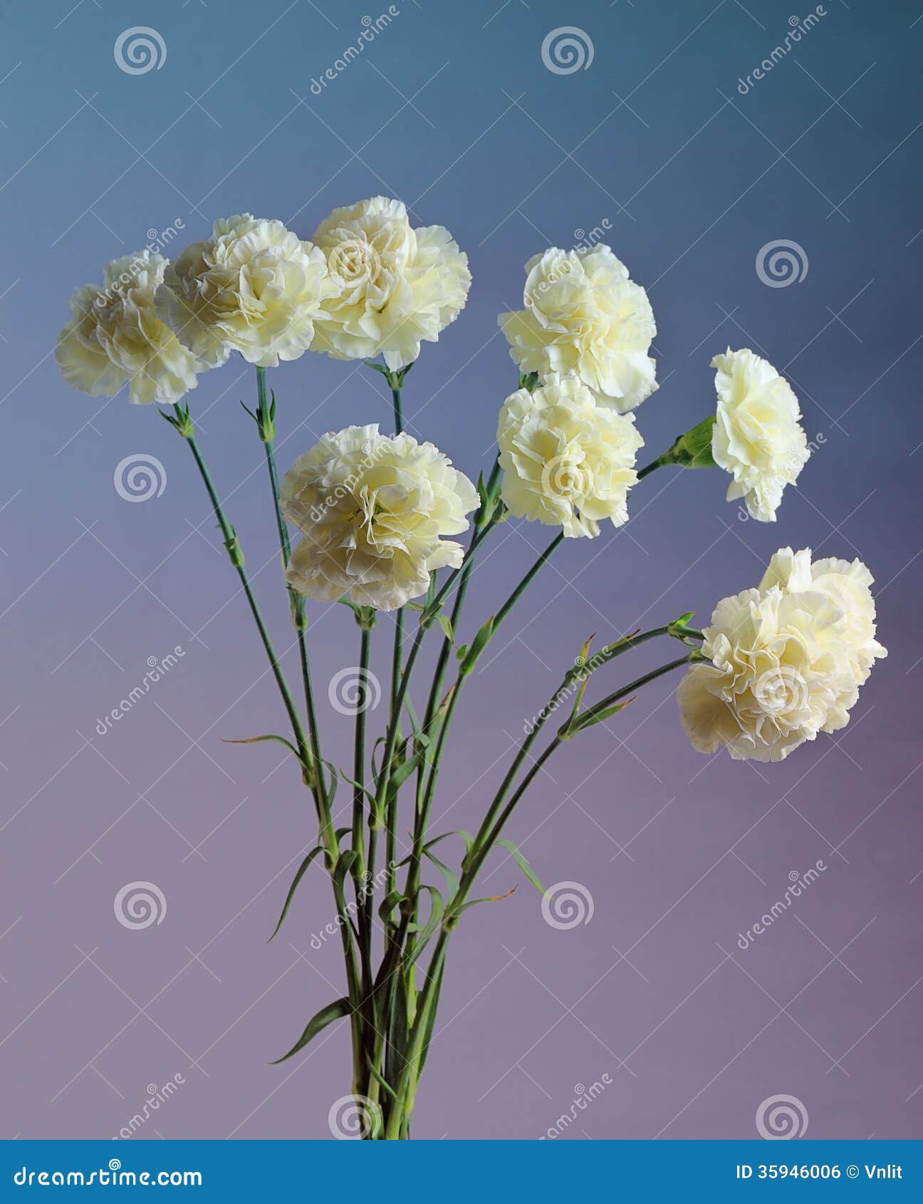 Witte anjer stock foto. Image of achtergrond, groen, bloem - 35946006