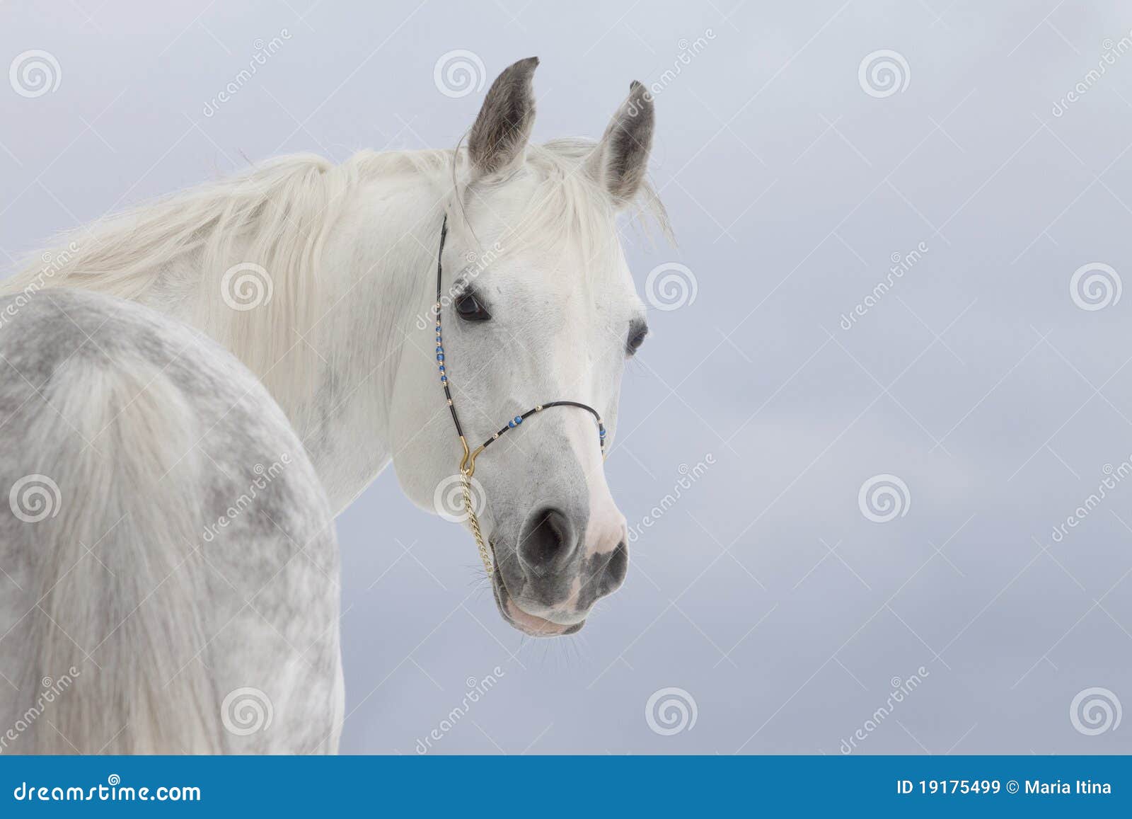 Witte Arabier stock afbeelding. Image of boerderij, hoed - 19175499
