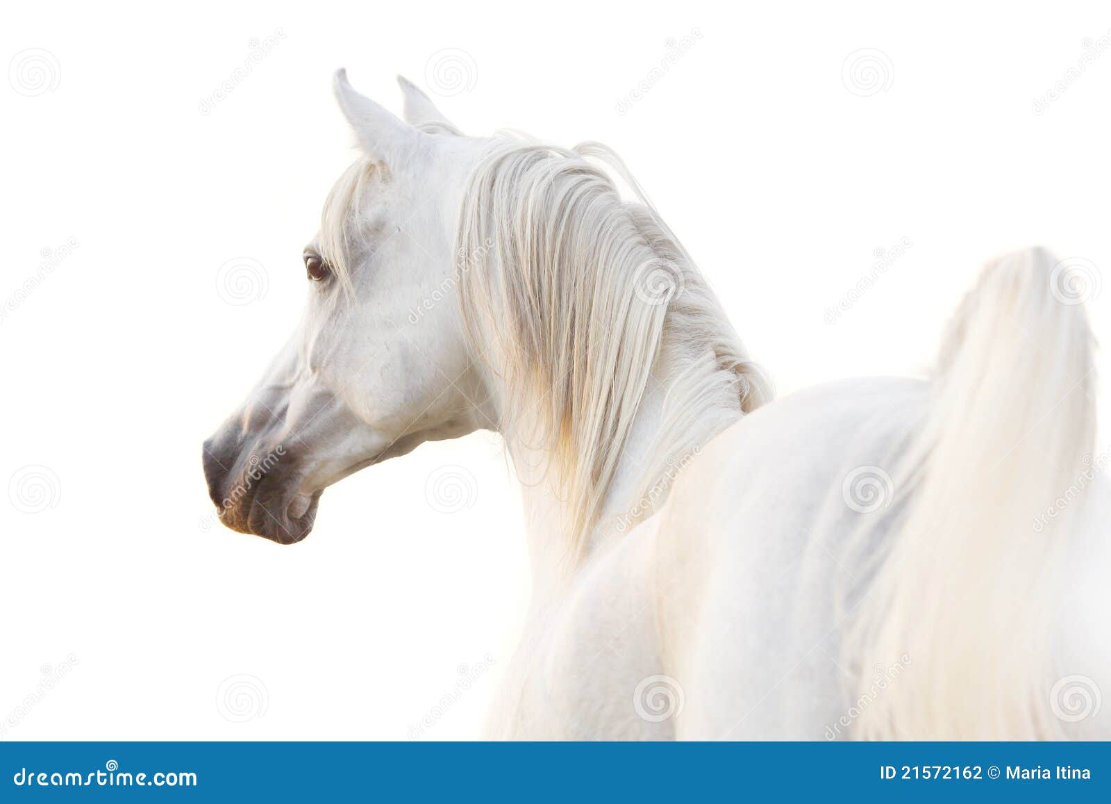 Witte Arabier stock foto. Image of paard, binnenlands - 21572162