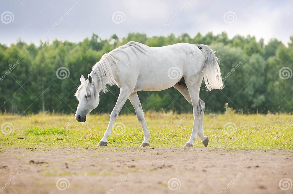 Witte Arabier in weiland stock foto. Image of gebied - 22006136