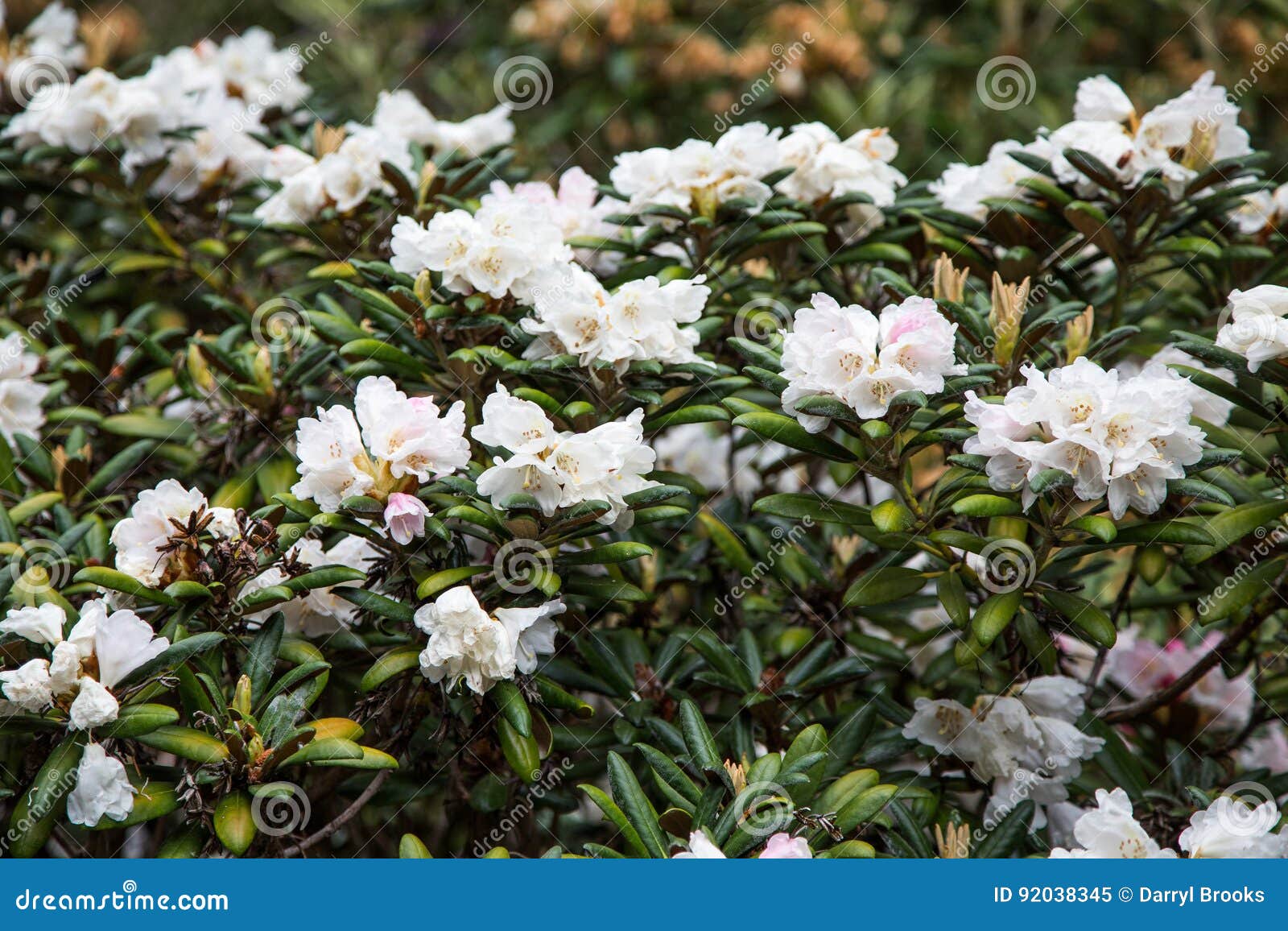 Witte Azalea's Op Groene Struik Stock Afbeelding - Image of bloei ...