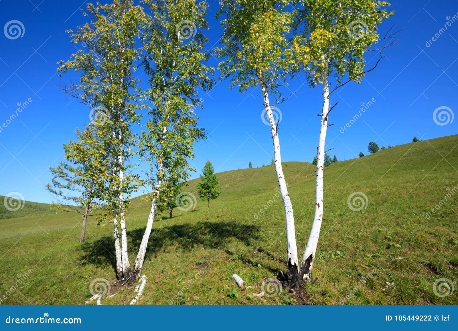 Witte Berk stock foto. Afbeelding bestaande uit wildernis - 105449222