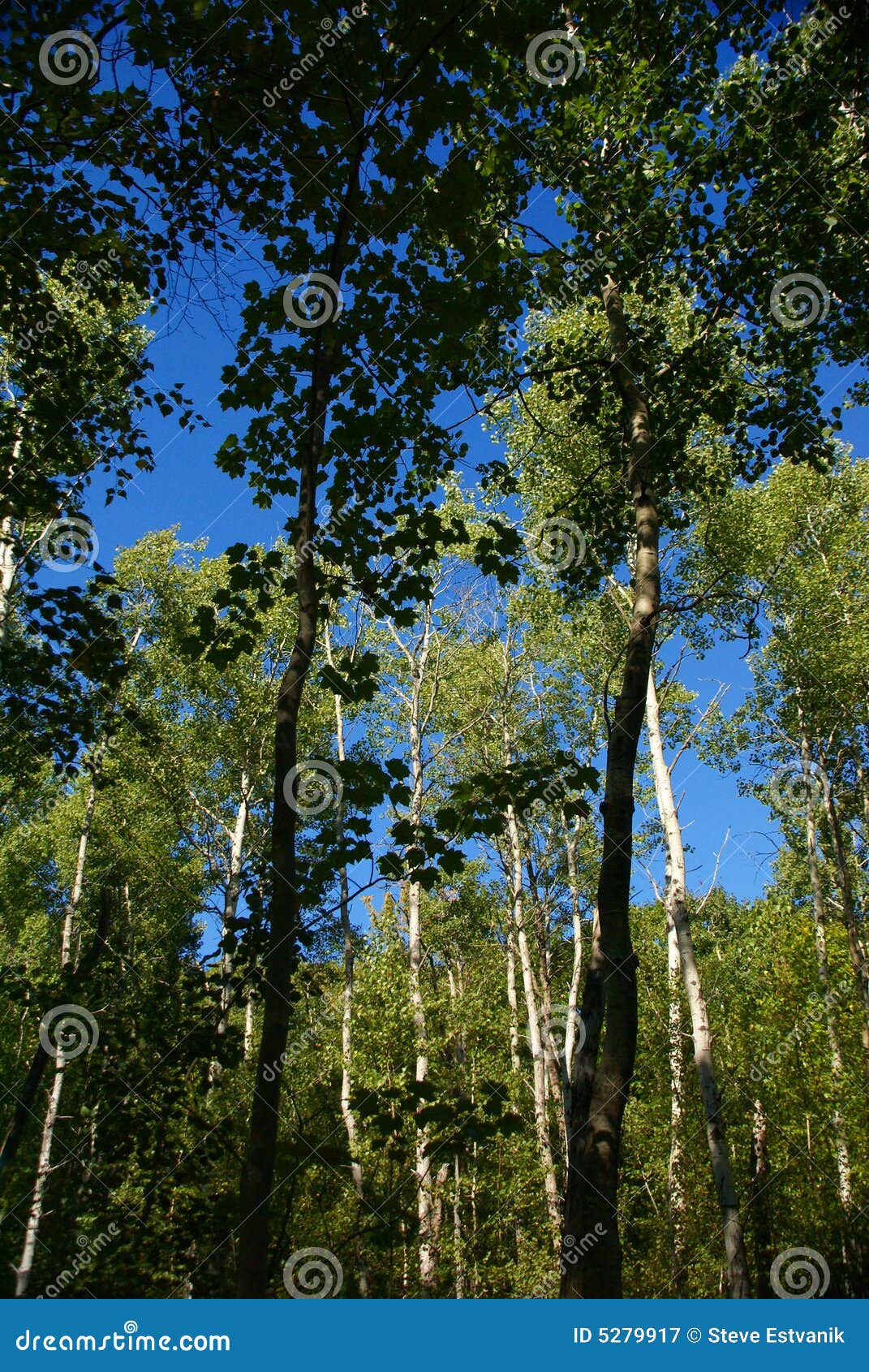 Witte Berk Groepering in Het Bos Van New England Stock Afbeelding ...