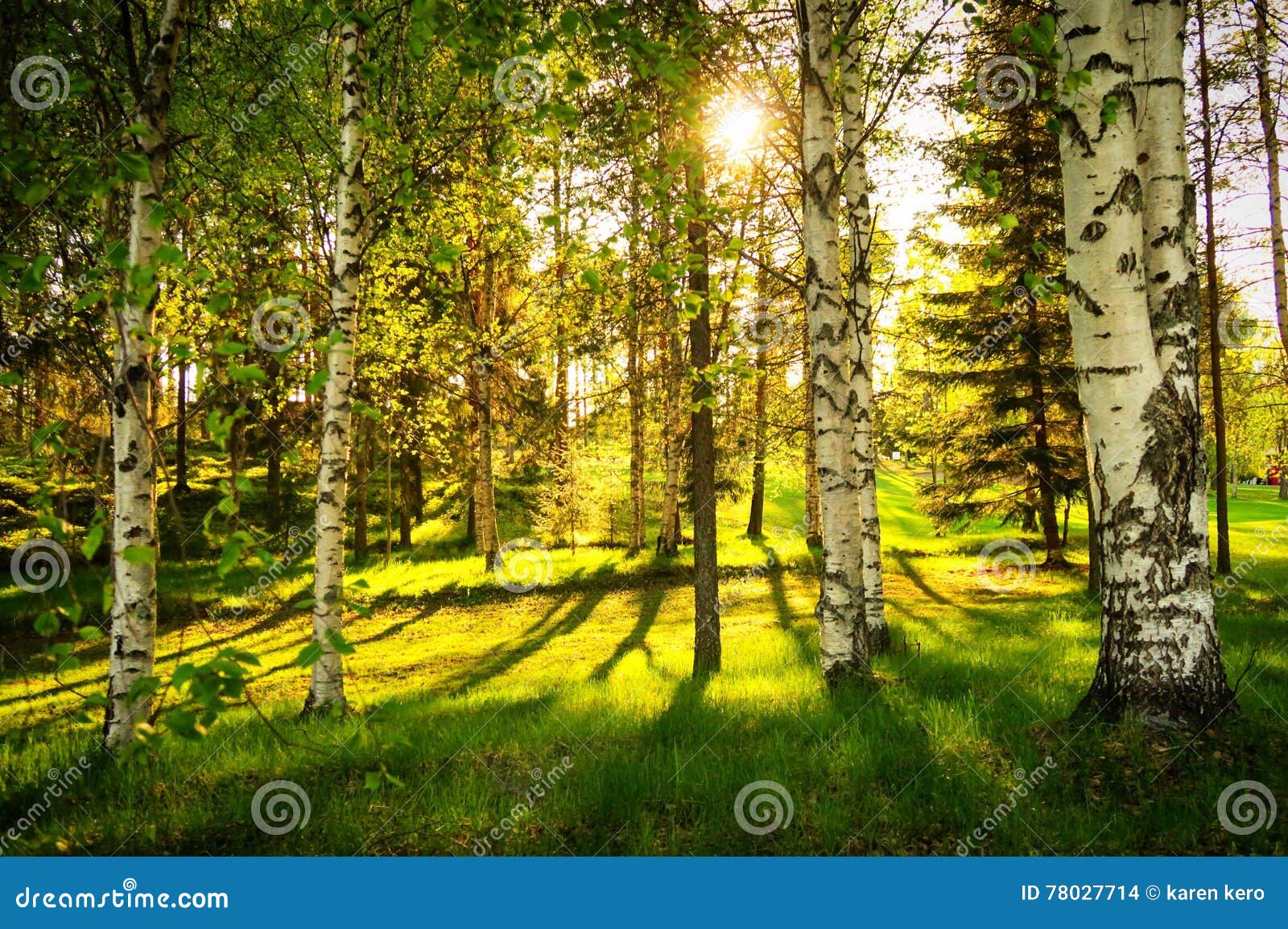 Witte Berkbomen in Bos Met Zon Stock Foto - Image of wauw, schenen ...