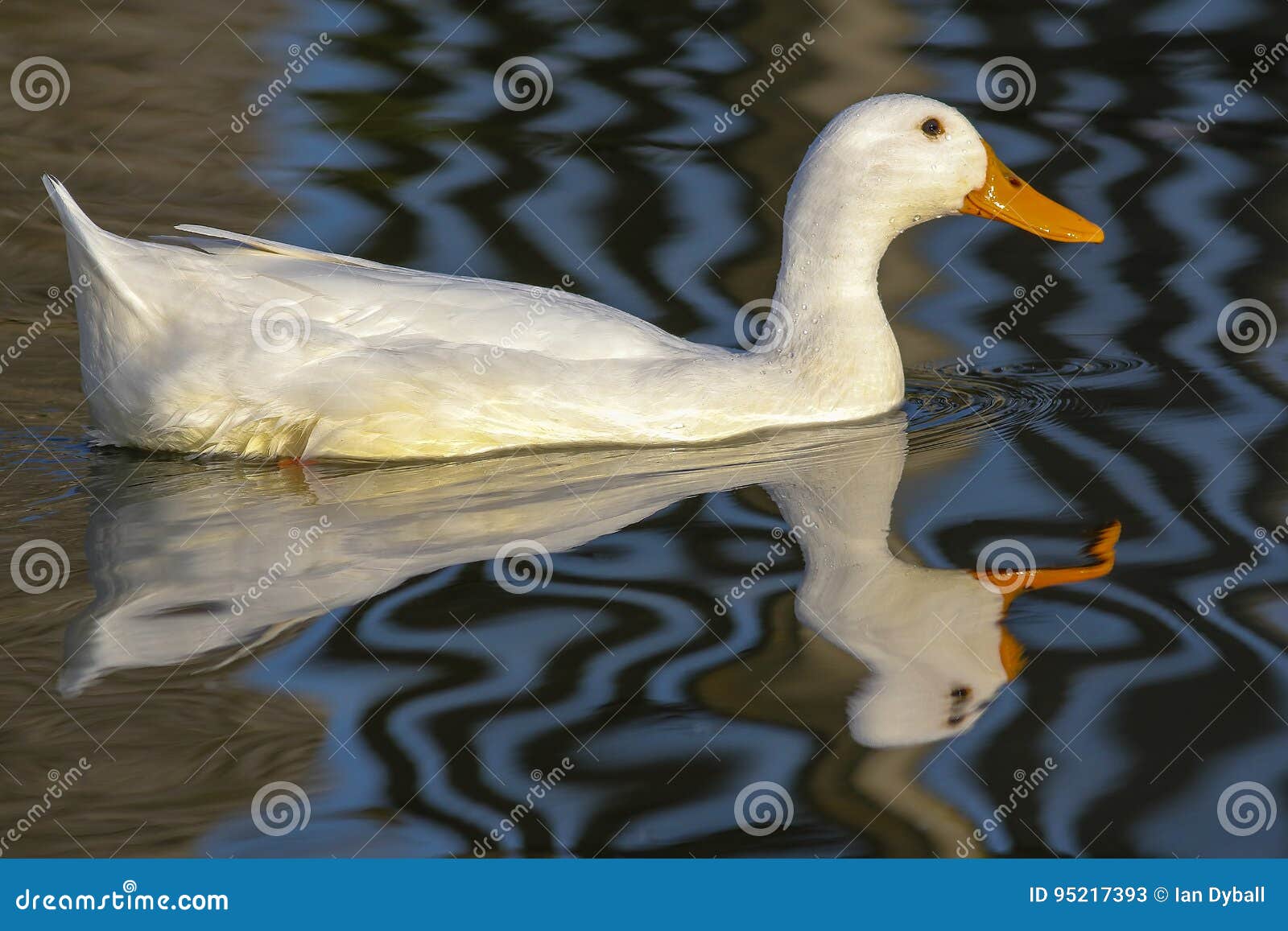 Witte Binnenlandse Eend Op Water Esthetisch Aardbeeld Stock Afbeelding ...