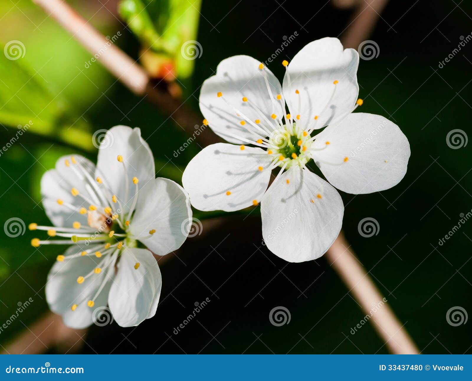 Witte Bloei Van Tot Bloei Komende Boom Stock Foto - Image of boomgaard ...
