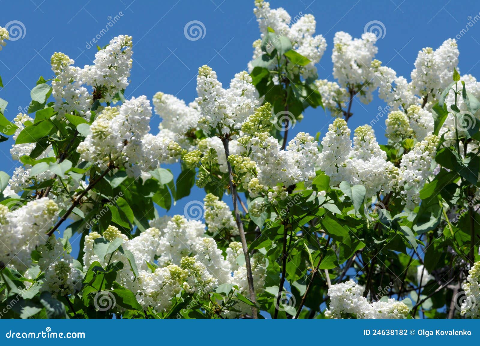 Sering Witte Bloemen - Bloemen