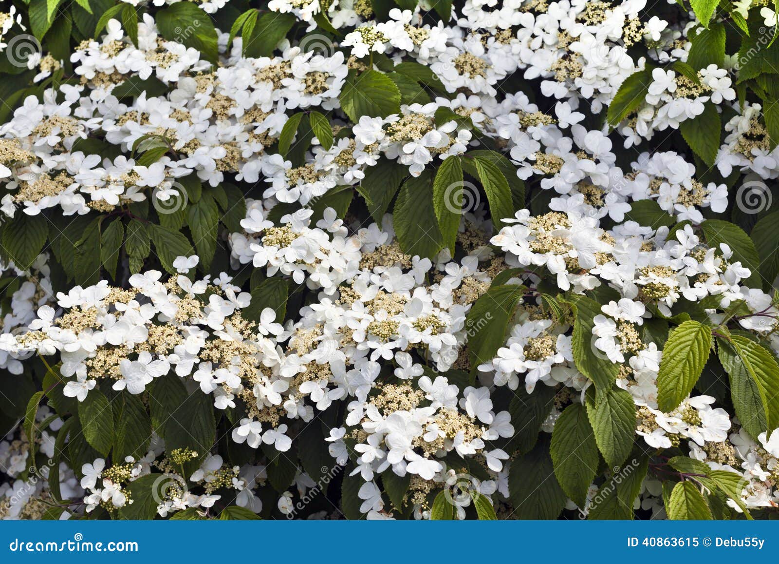 Witte bloeiende struik stock afbeelding. Image of hoofd - 40863615