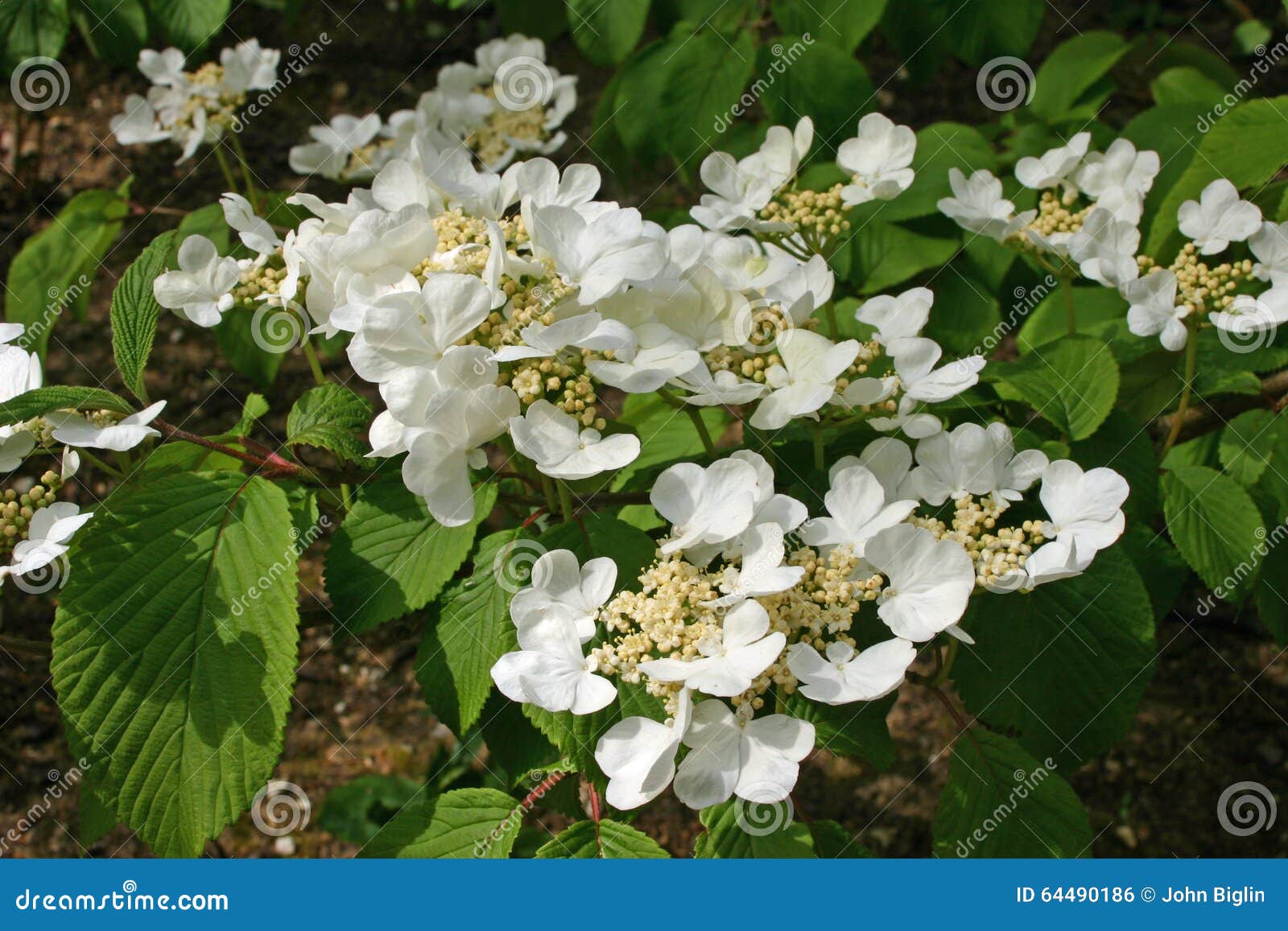 Witte bloeiende struik stock foto. Image of struik, installatie - 64490186