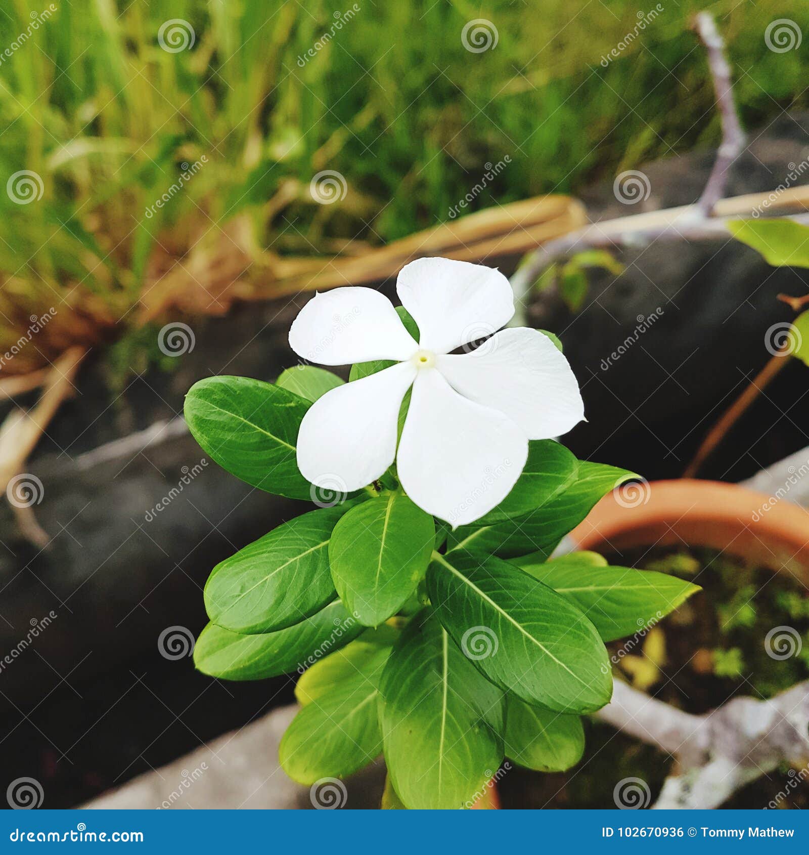 Witte bloem stock foto. Image of park, bloem, bloemblaadje - 102670936