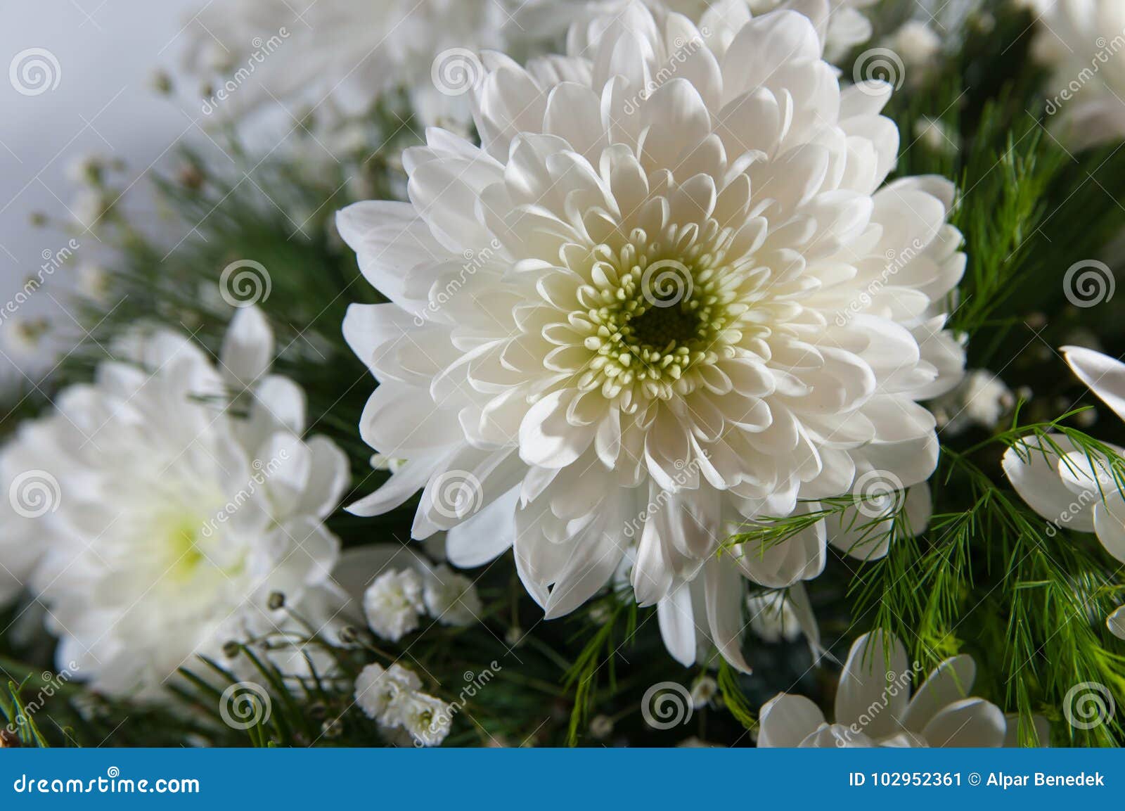 Witte bloem stock afbeelding. Image of madeliefje, mooi - 102952361