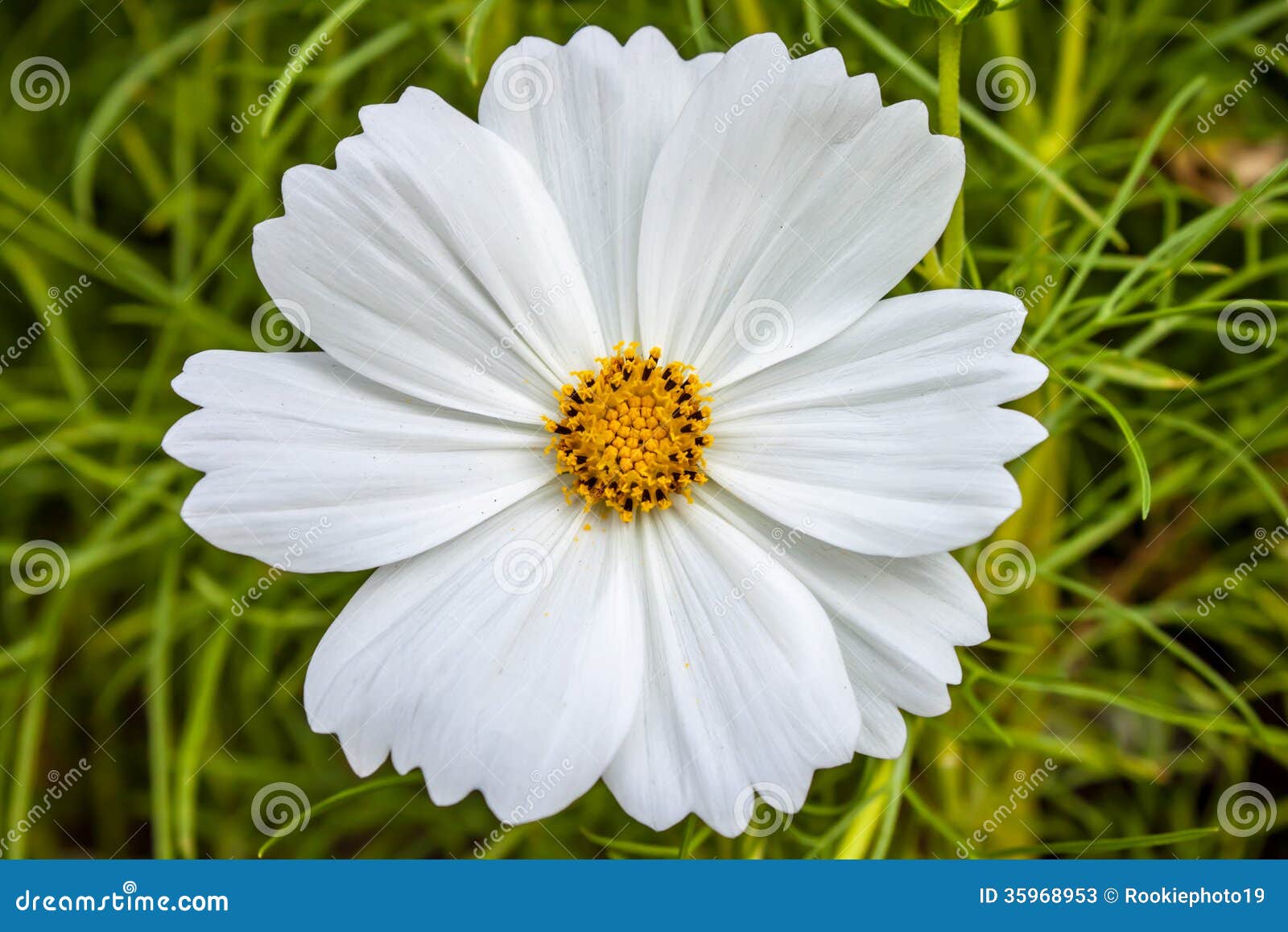 Witte bloem stock afbeelding. Image of hoofd, zuiverheid - 35968953