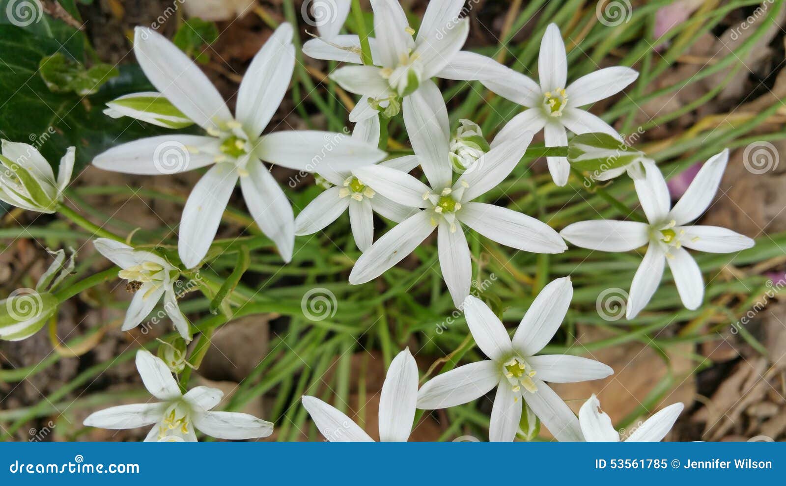 Witte bloem stock afbeelding. Afbeelding bestaande uit installaties ...