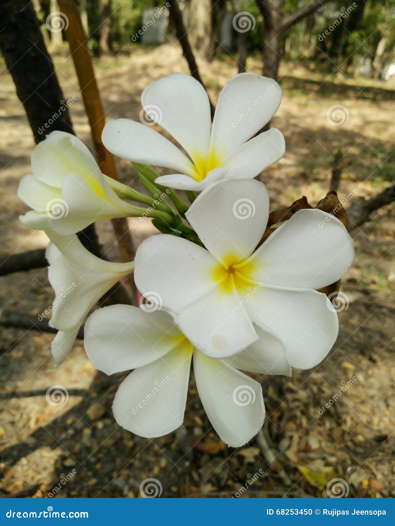 Witte bloem stock foto. Image of mensen, bloem, leela - 68253450