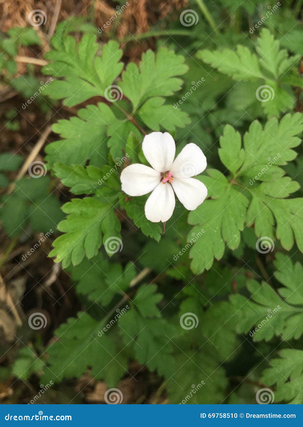 Witte bloem stock foto. Image of groei, lente, bloem - 69758510