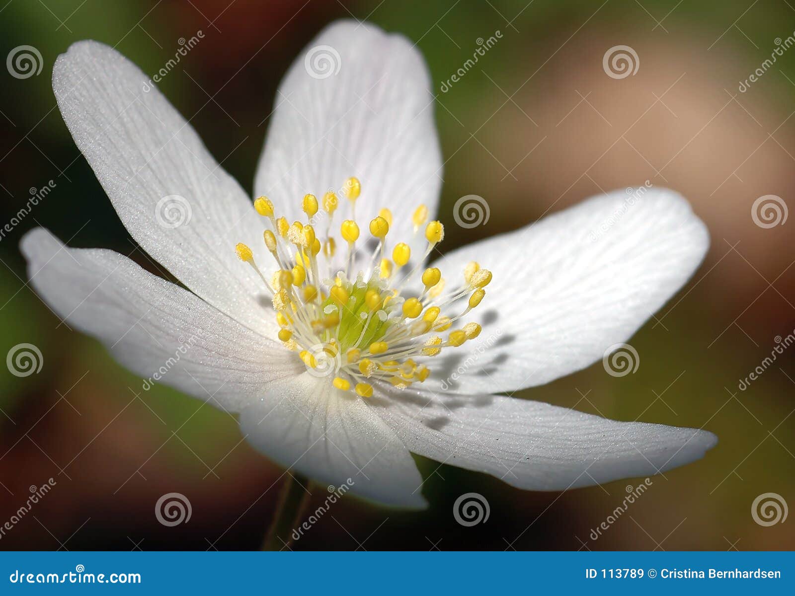 Witte bloem II stock afbeelding. Image of park, lente, hout - 113789