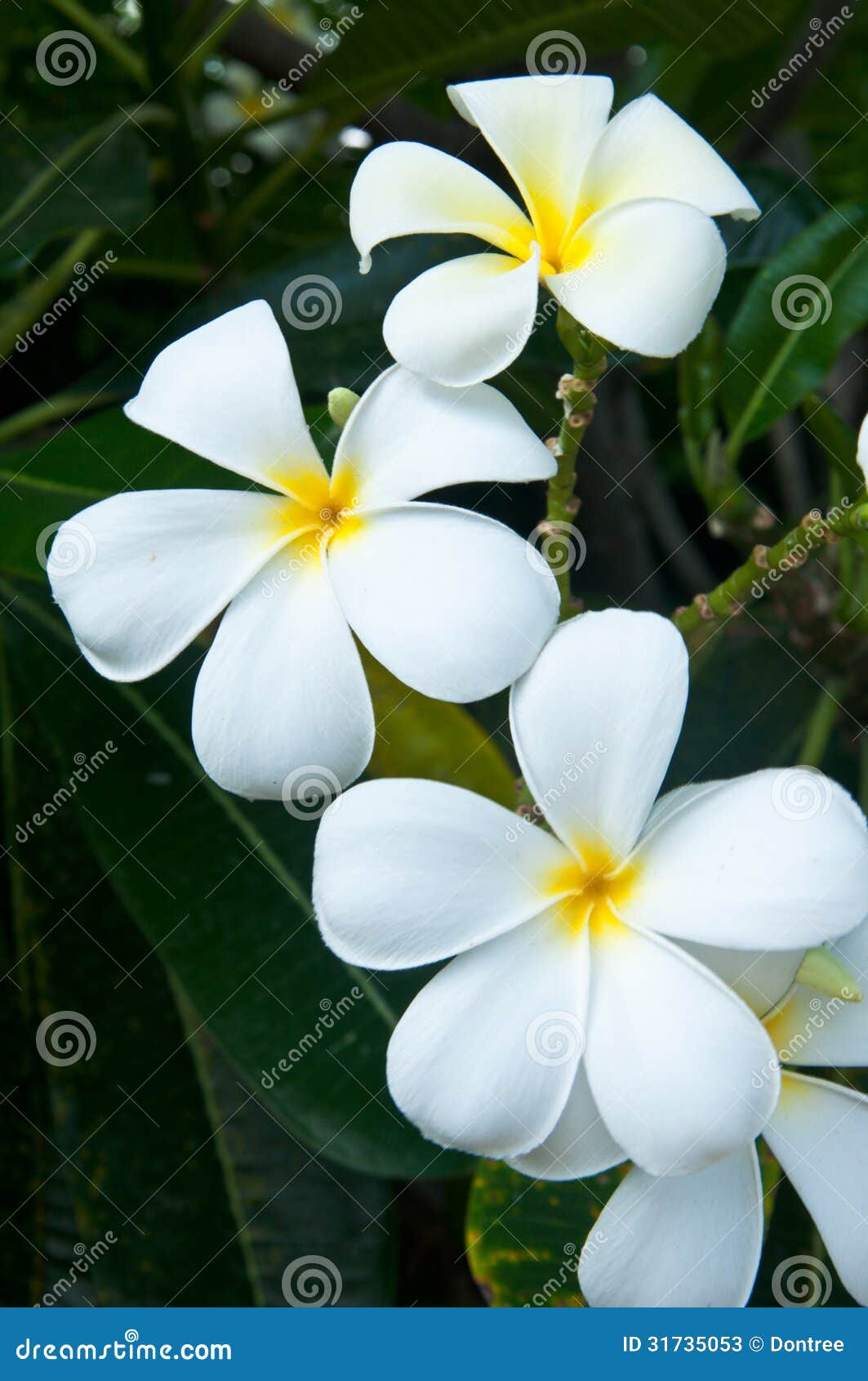Witte Bloem in Thailand, Lan Thom Bloem Stock Afbeelding - Image of ...