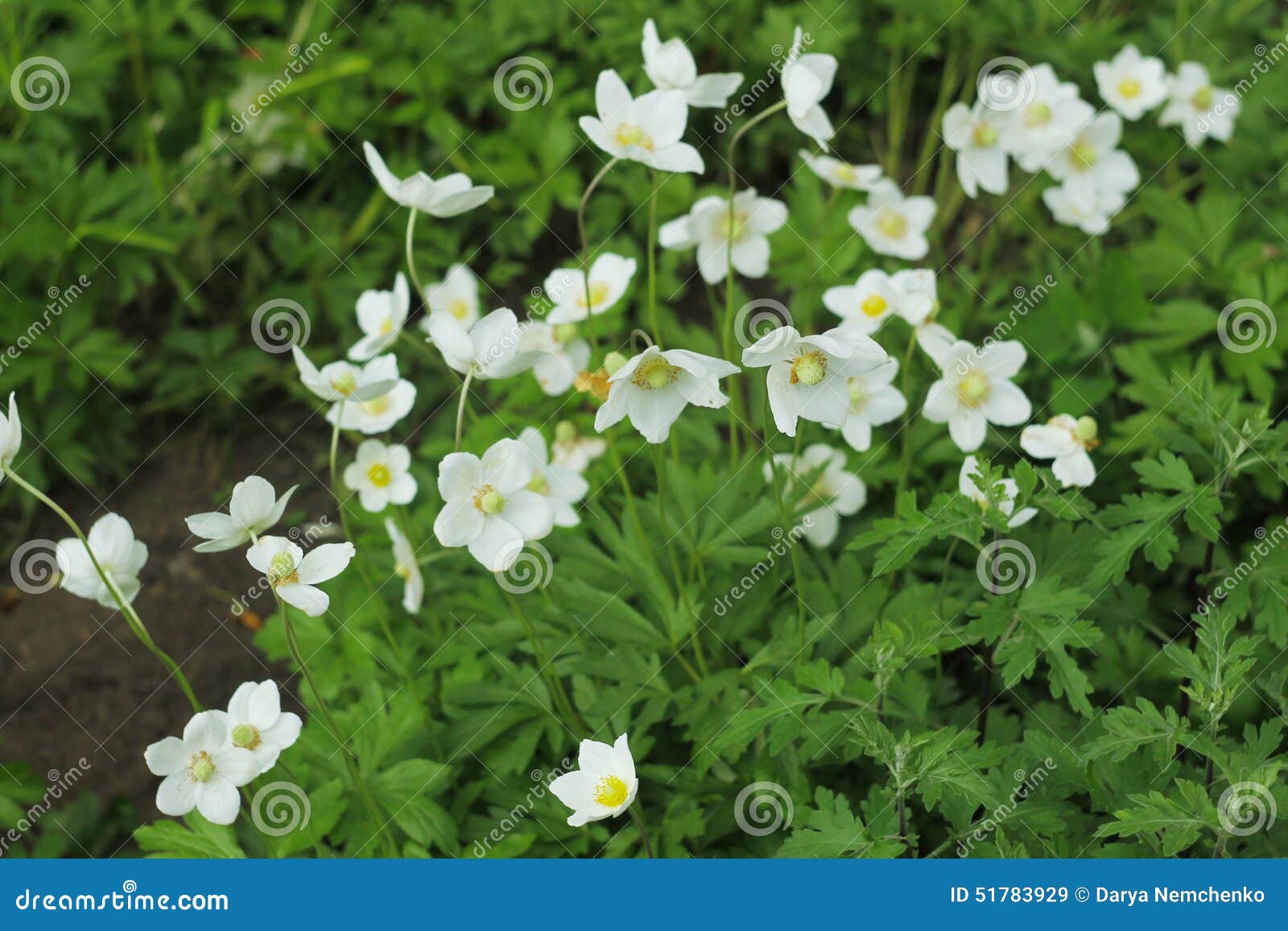 Witte bloemen in de tuin stock afbeelding. Image of verzamelt - 51783929