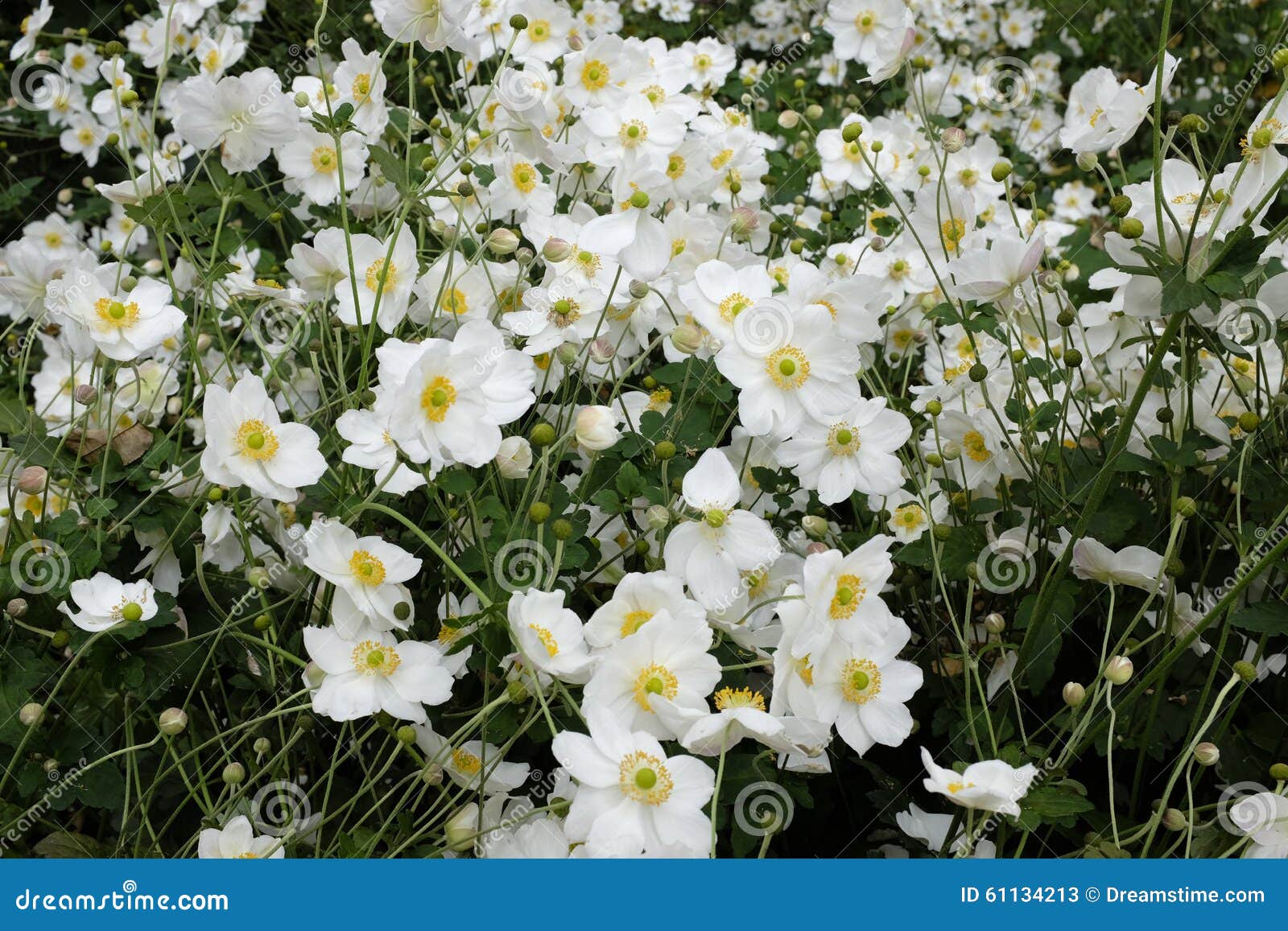 Witte Bloemen Met Geel Hart Stock Afbeelding - Image of groen, bloemen ...