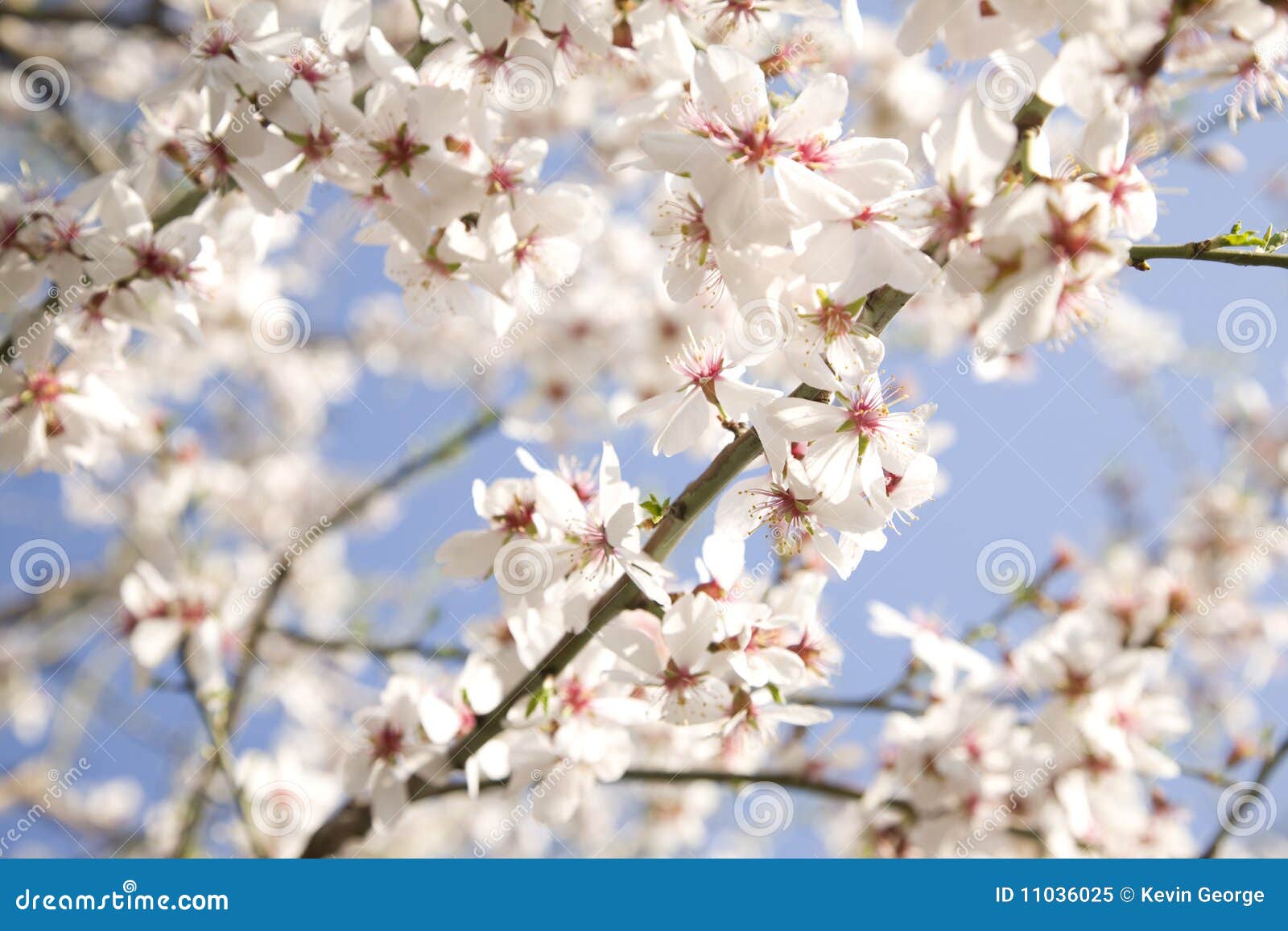 Witte bloesem stock afbeelding. Image of groei, milieu - 11036025