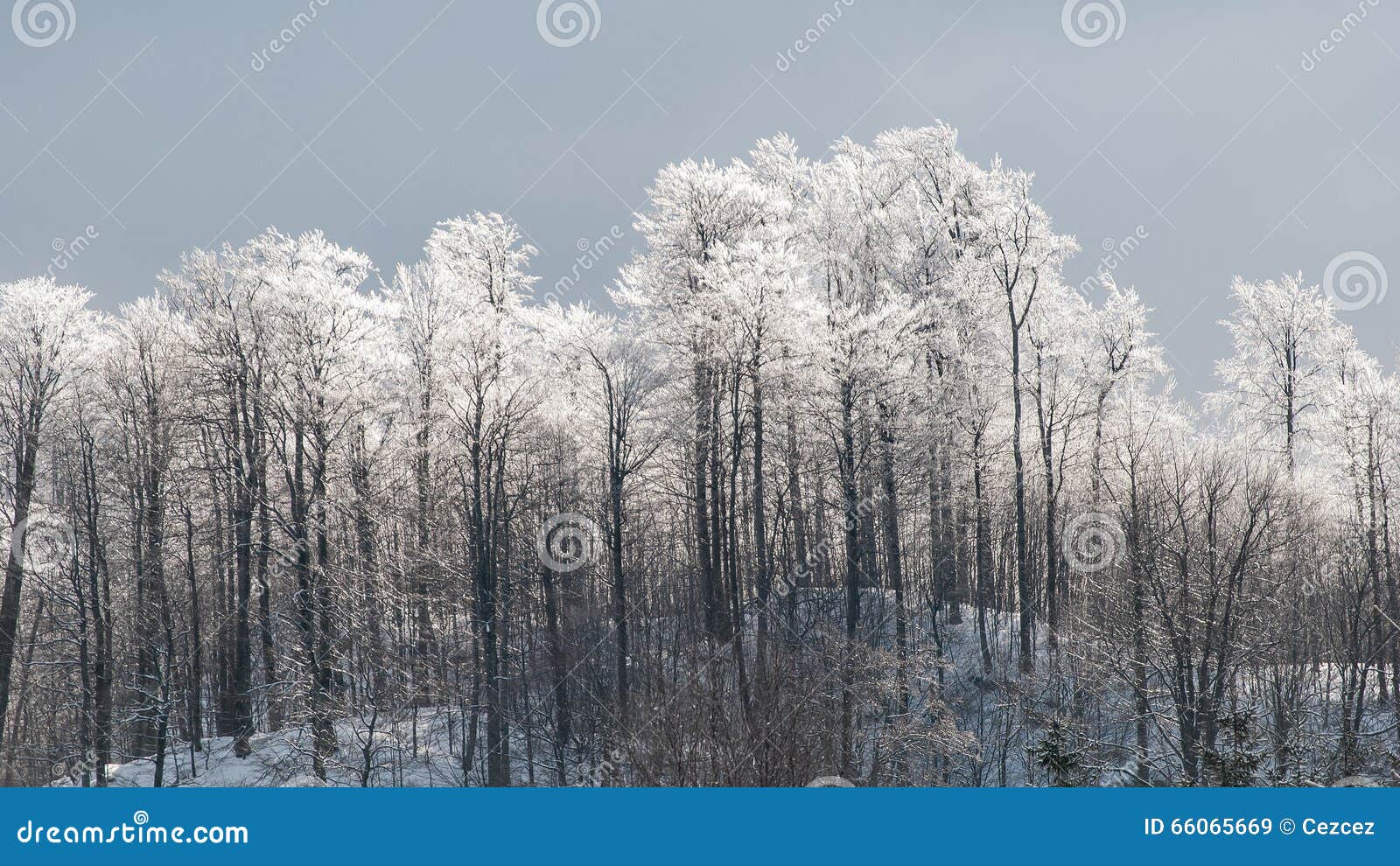 Witte Bomen in De Winter Op Hoge Berg Stock Afbeelding - Image of ...