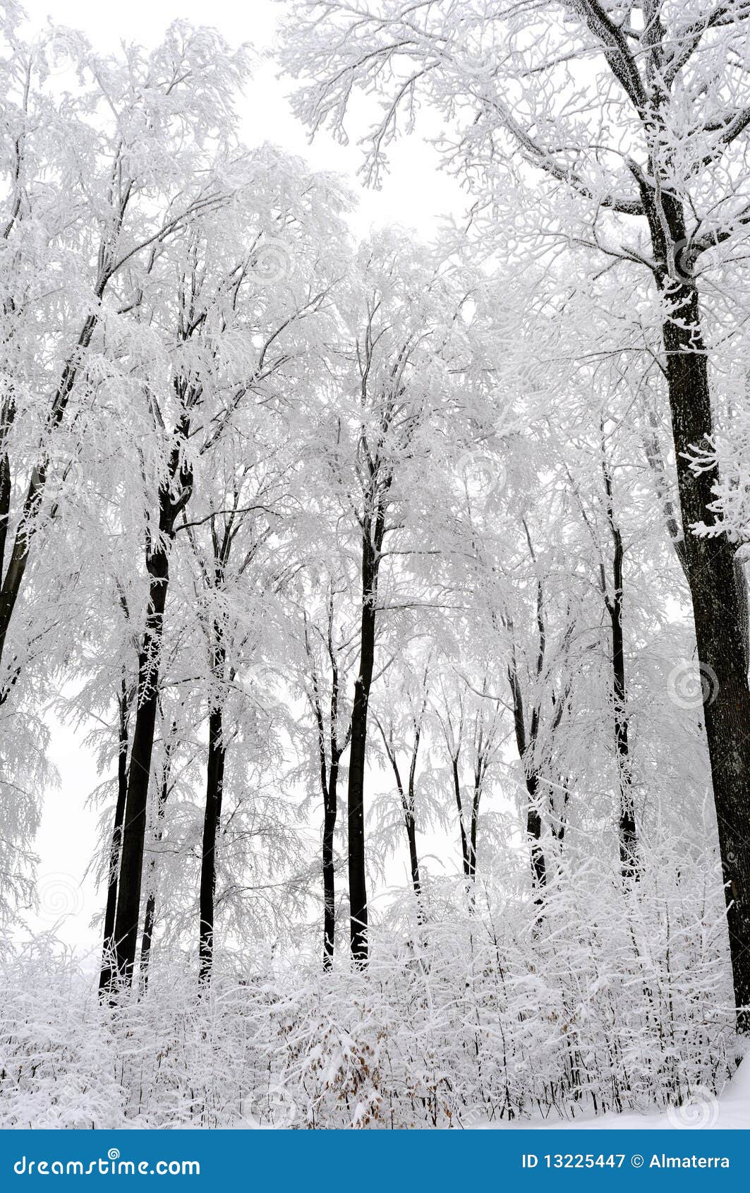 Witte bomen in wintertijd stock afbeelding. Image of vakanties - 13225447