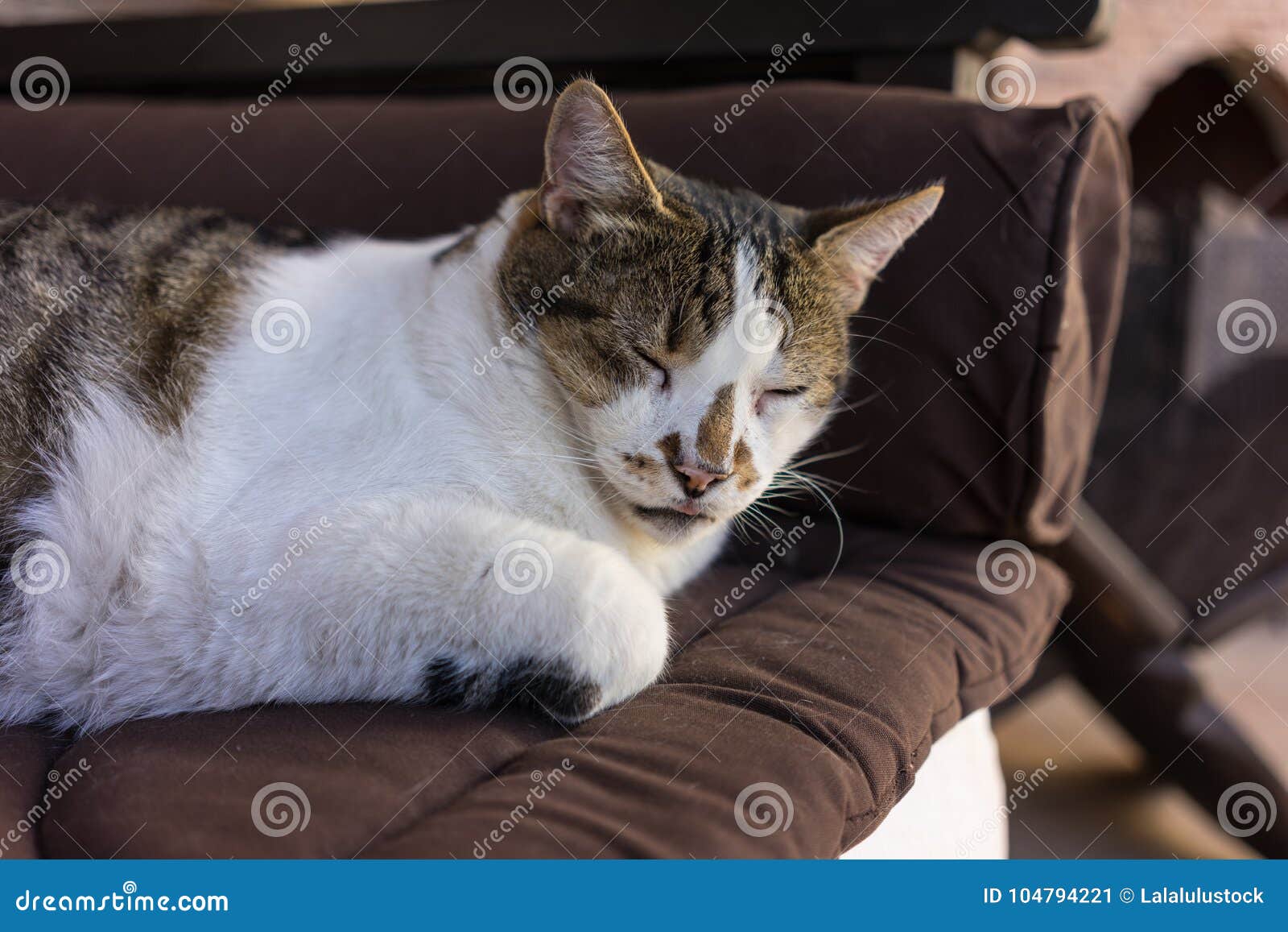 Witte Bruine Kat Op Laag Dichte Omhooggaand Stock Afbeelding - Image of ...