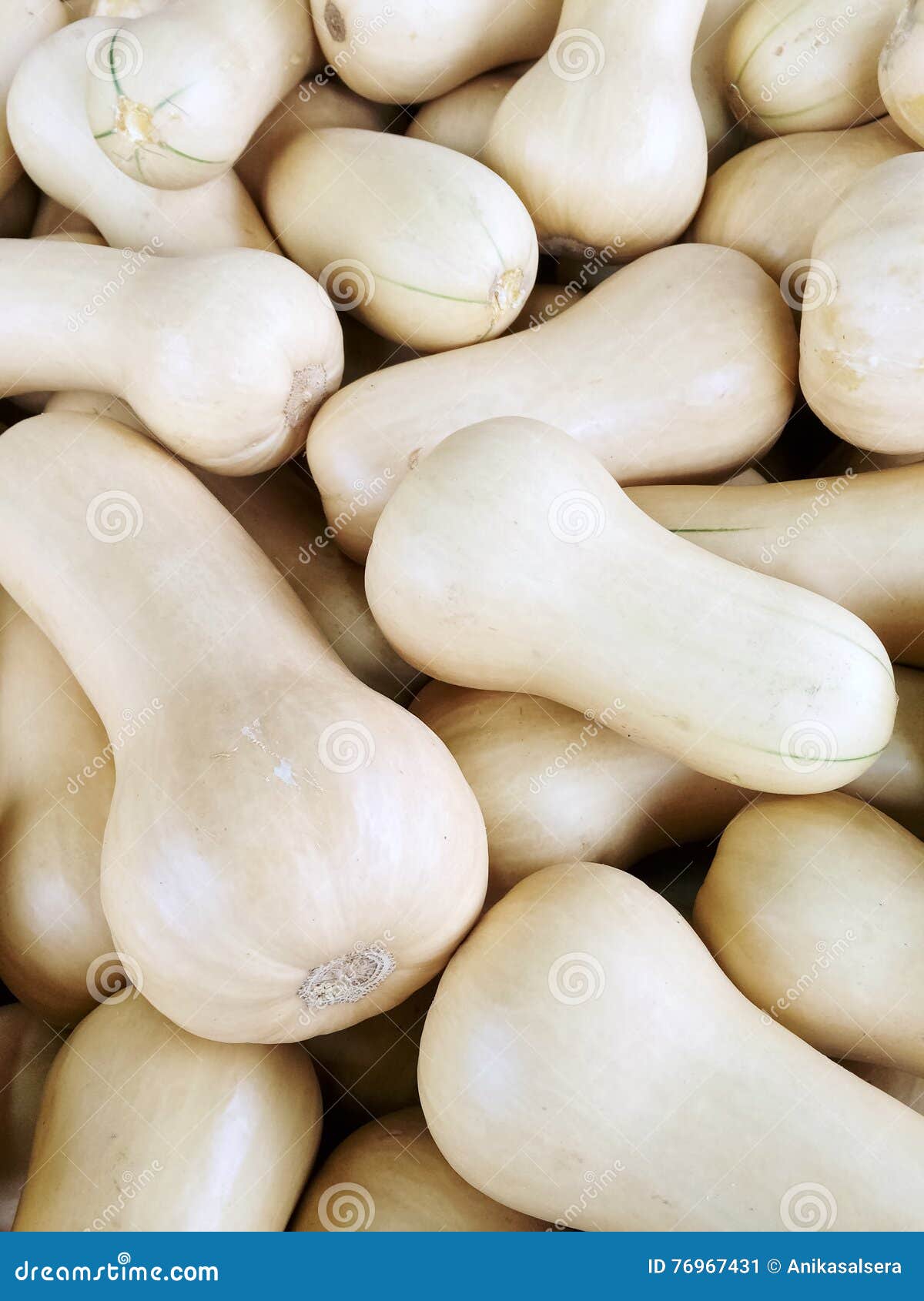 Witte Butternut-pompoen stock afbeelding. Image of najaar - 76967431