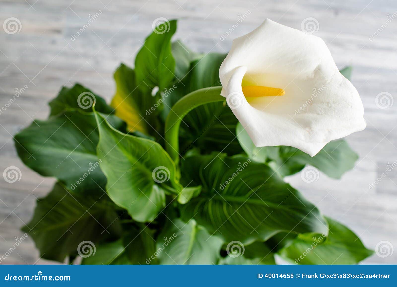 Witte Calla Lelie stock foto. Image of elegantie, decoratie - 40014658
