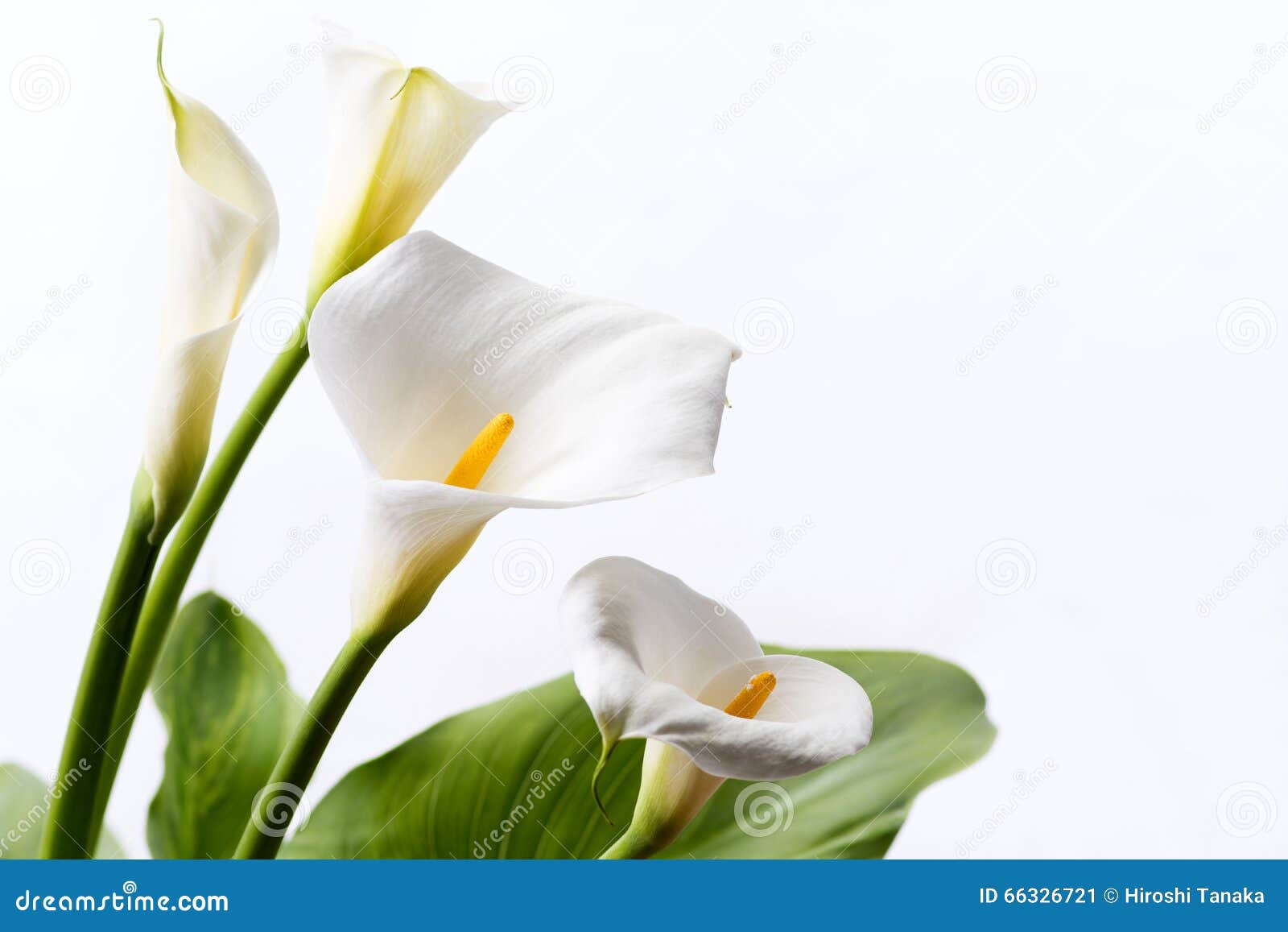 Witte calla lelie stock afbeelding. Image of blad, gevoelig - 66326721