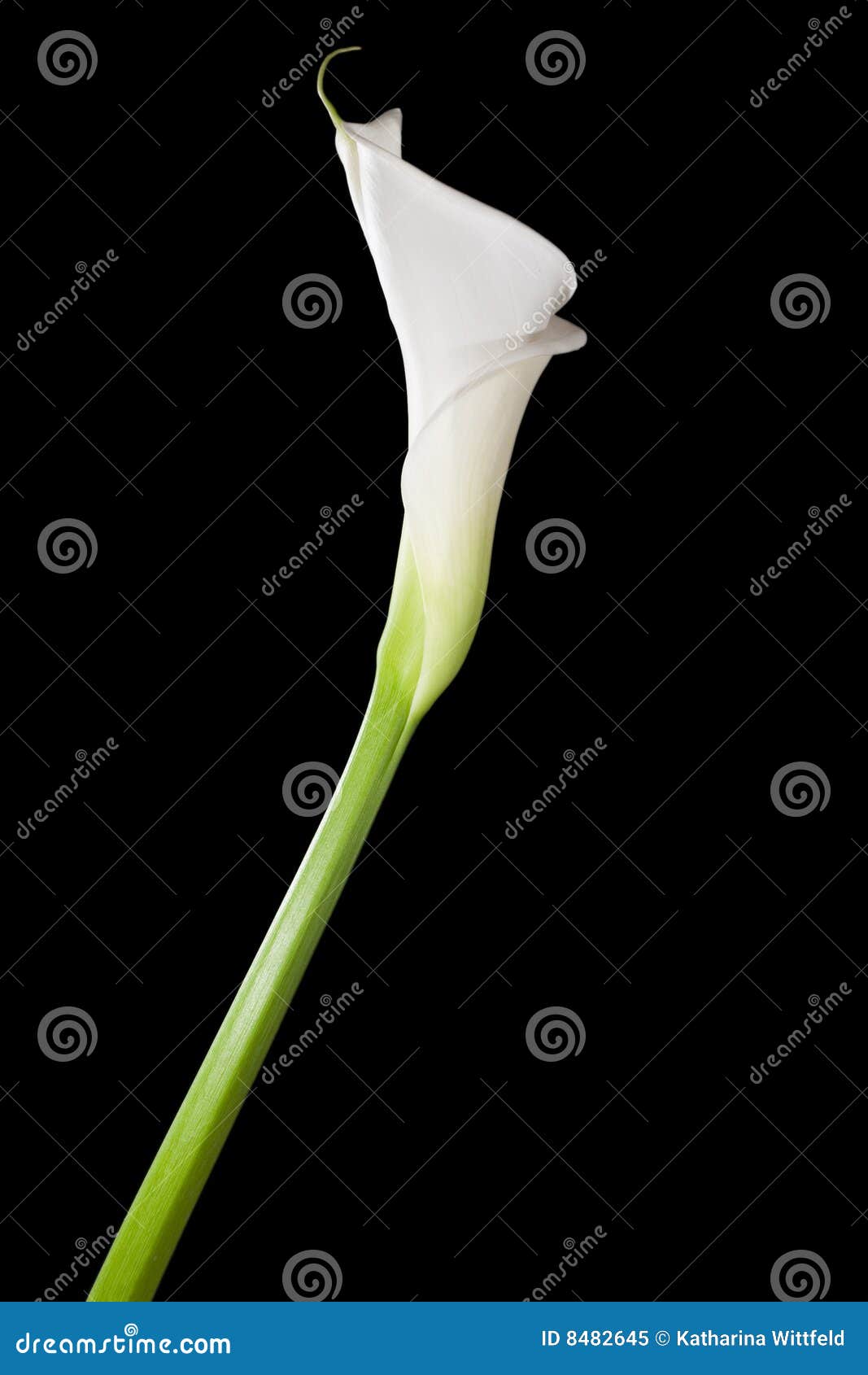 Witte Calla Lelie Op Zwarte Stock Afbeelding - Image of helder ...