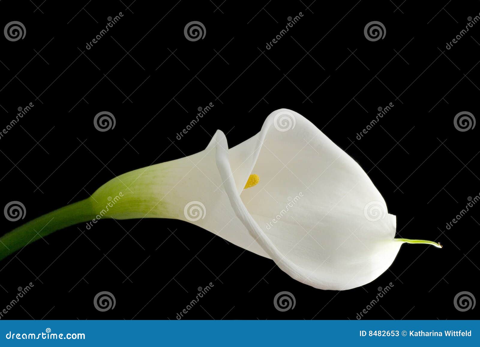Witte Calla Lelie Op Zwarte Stock Afbeelding - Image of groei, open ...