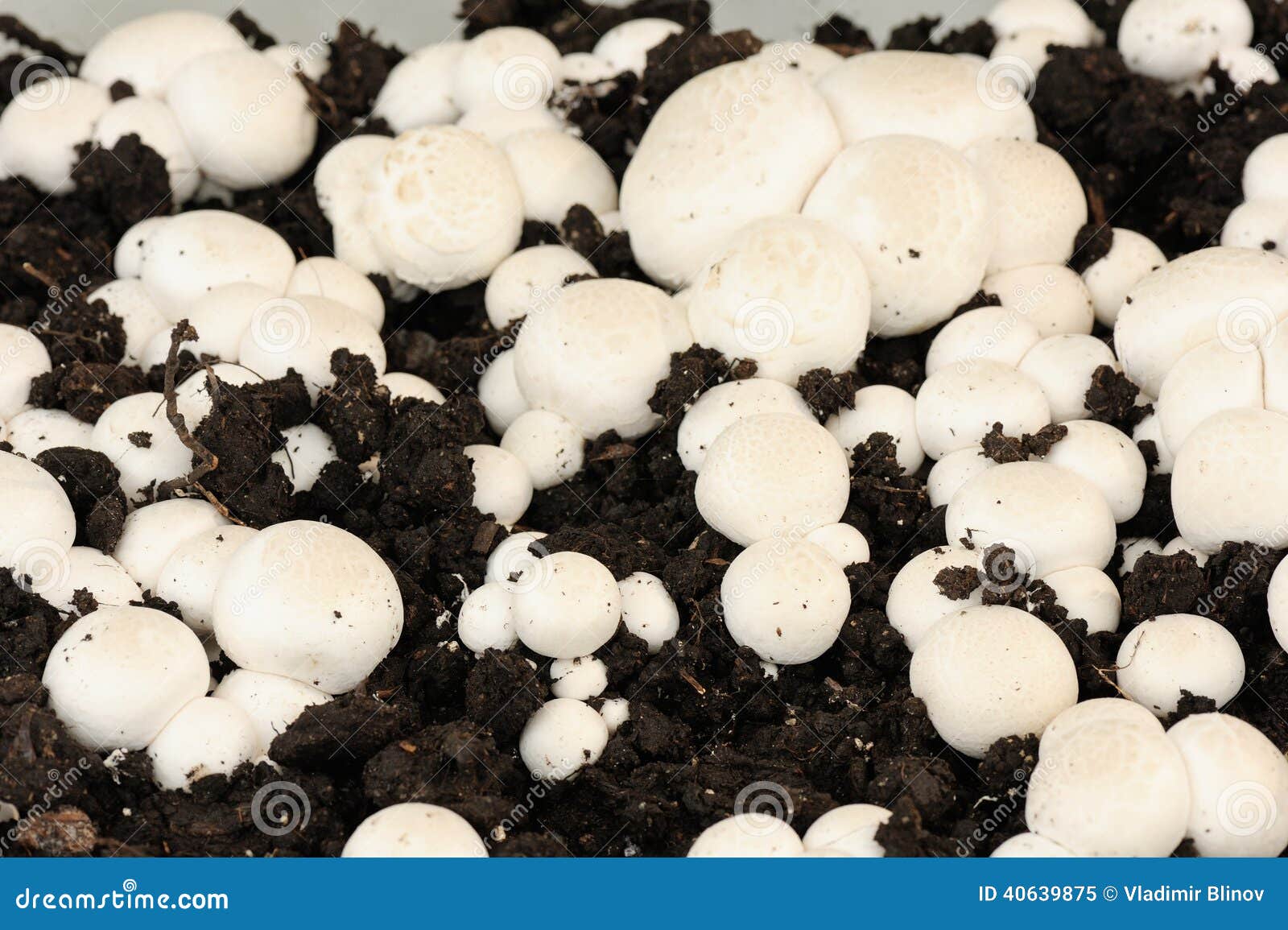 Witte champignon stock afbeelding. Image of paddestoel - 40639875