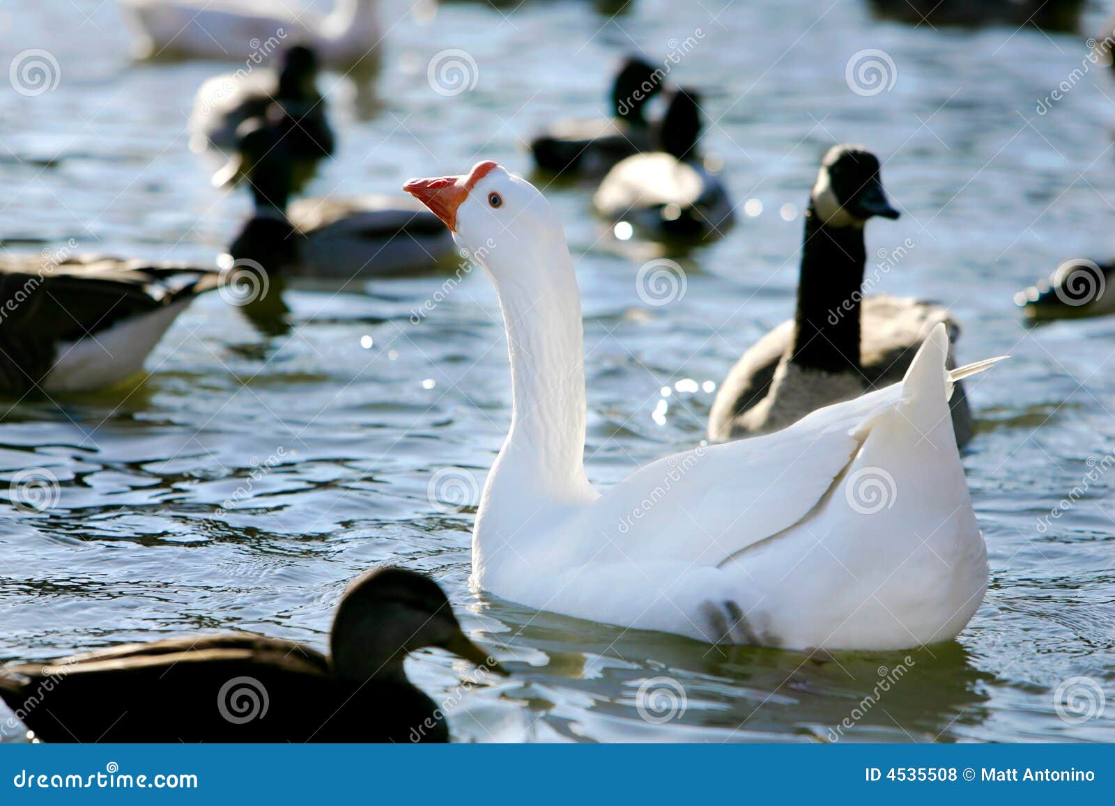 Witte Chinese gans stock foto. Image of water, watervogels - 4535508