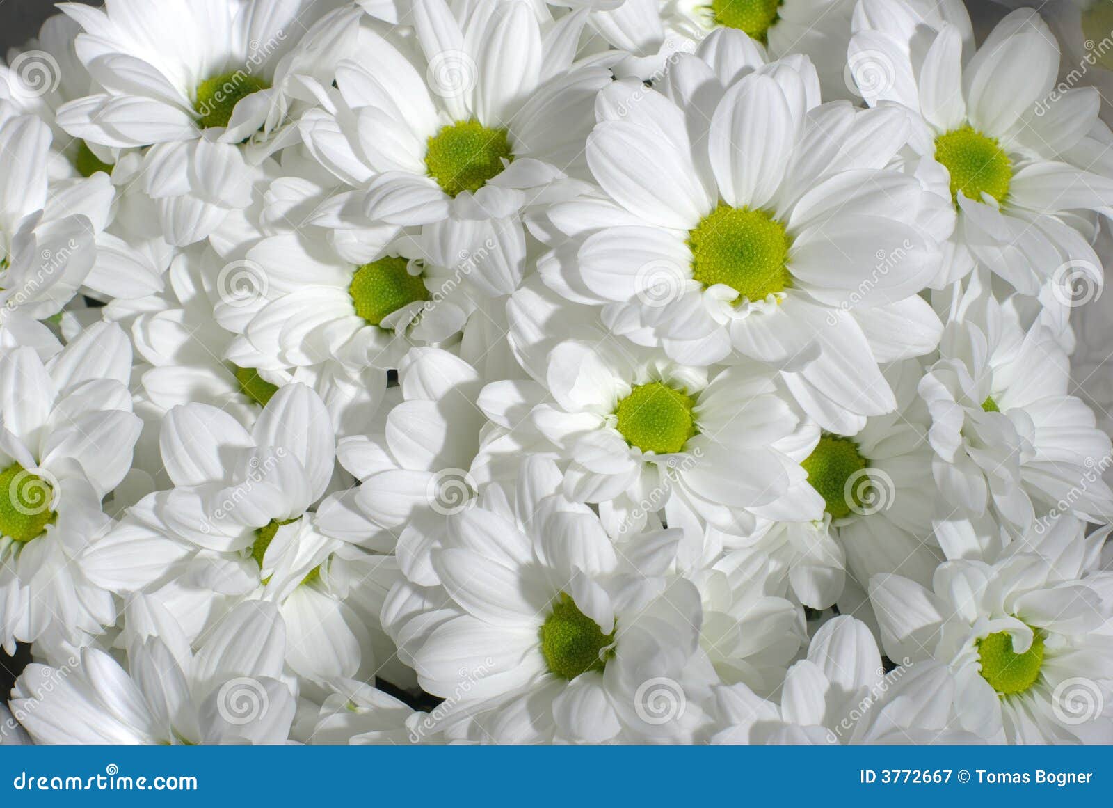 Witte chrysant stock afbeelding. Image of uitgelijnd, helder - 3772667