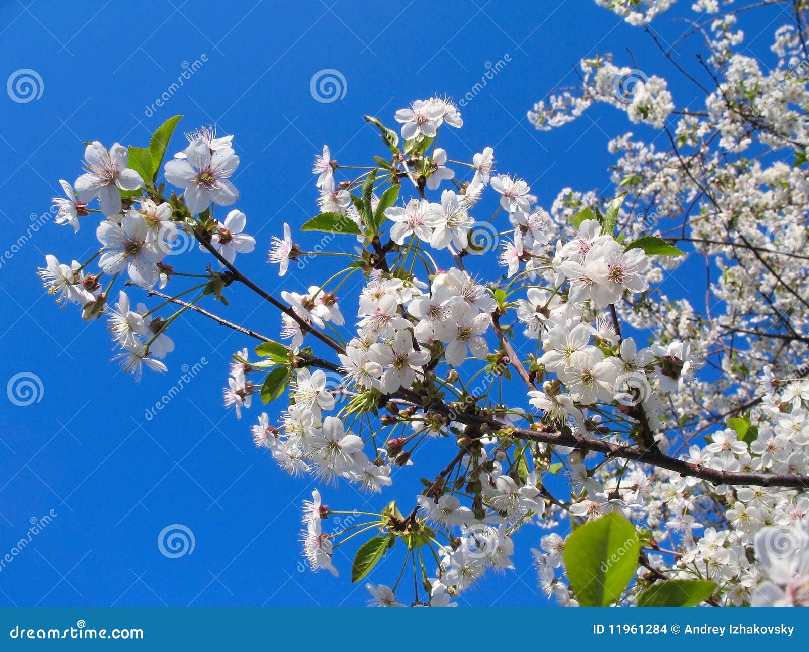 Witte de lentebloemen stock foto. Image of nave, heropleving - 11961284