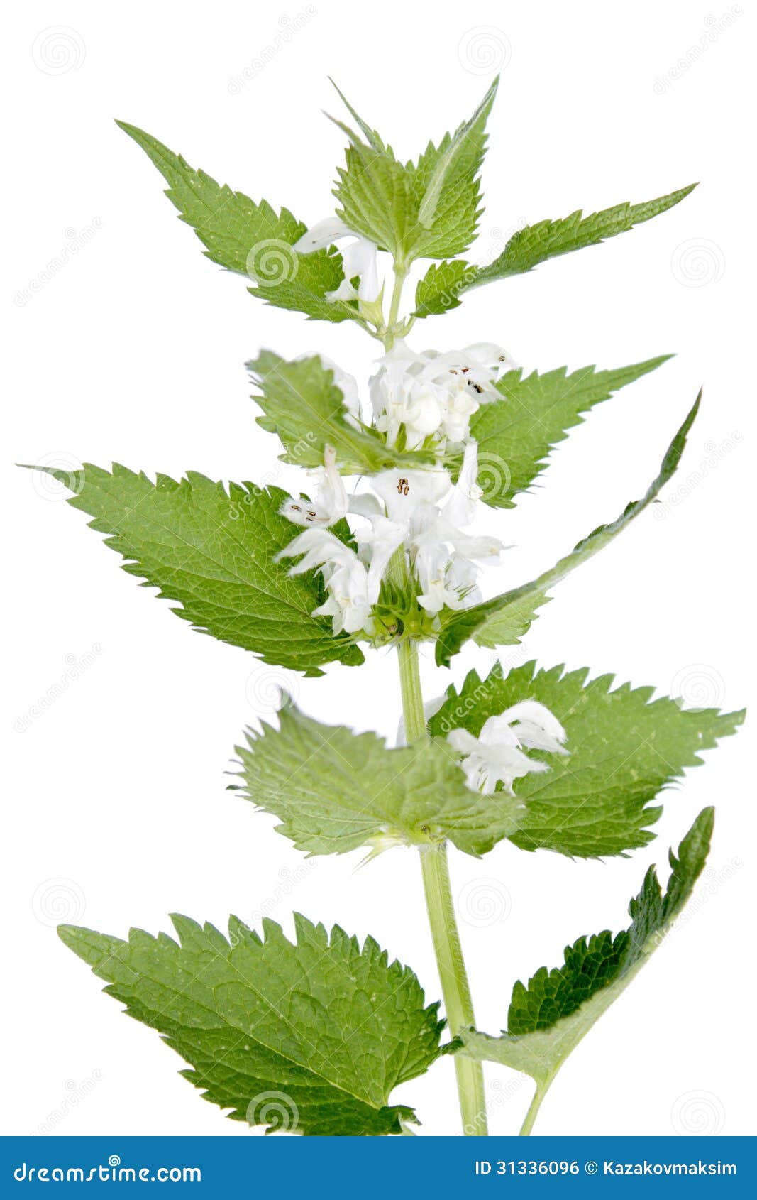 Witte Deadnettle (Lamium-album) Stock Foto - Image of flora, bloei ...