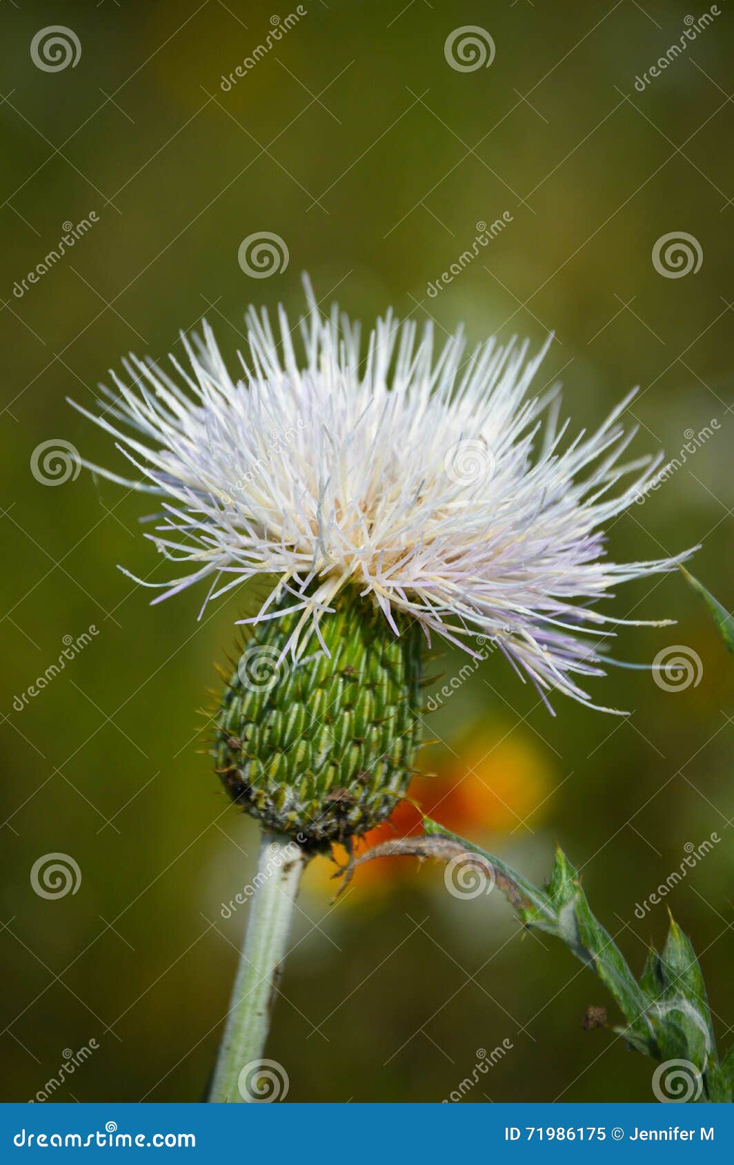 Witte distel stock afbeelding. Image of texas, wild, ruimte - 71986175