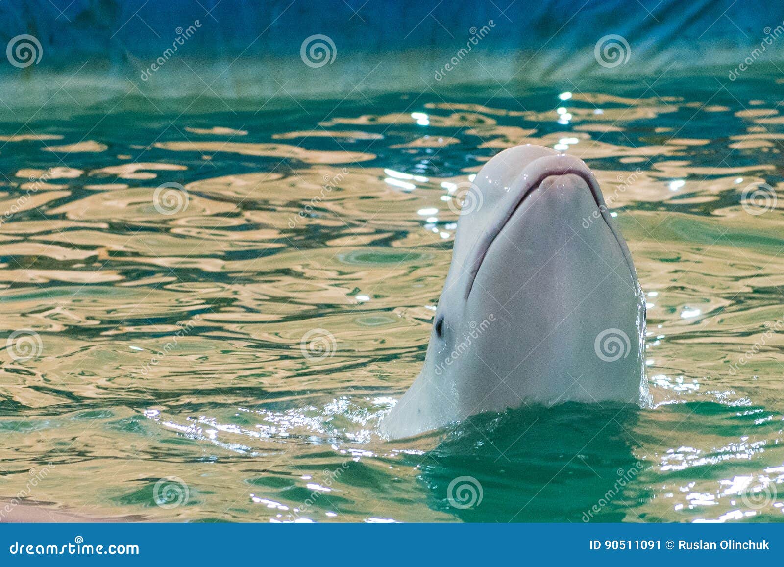 Witte Dolfijn Bij Dolphinarium Stock Afbeelding - Image of overzees ...