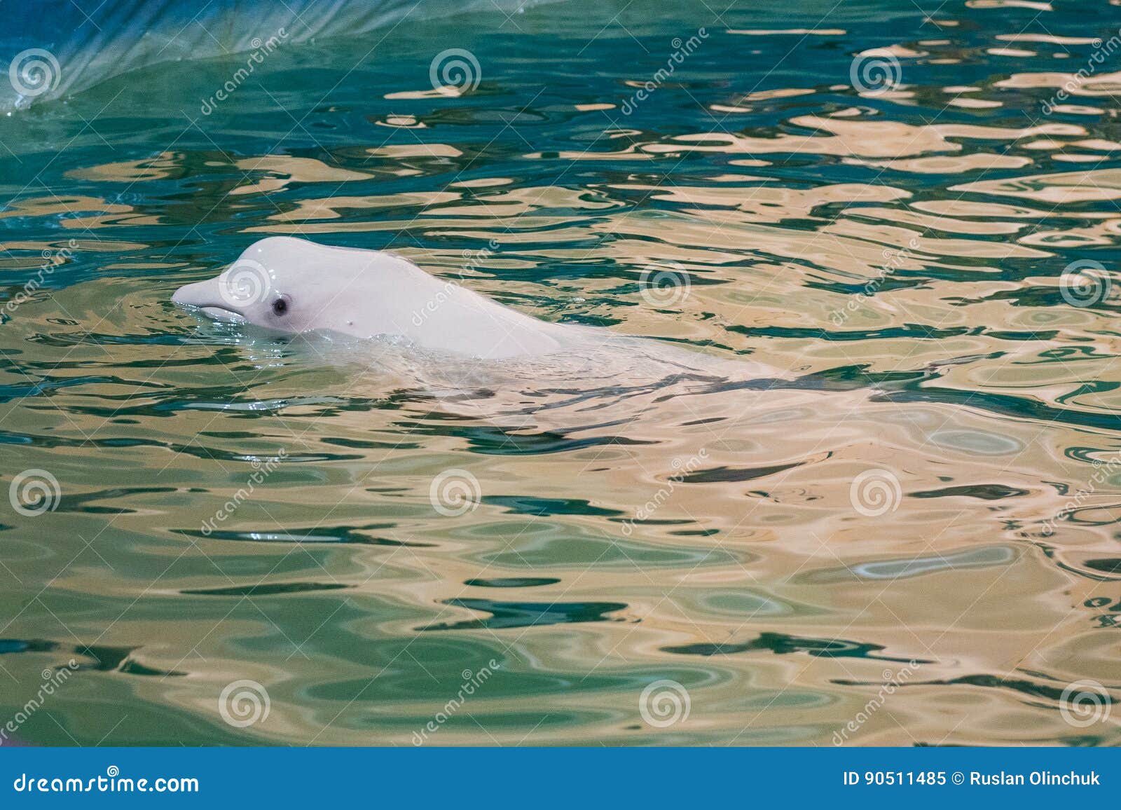 Witte Dolfijn Bij Dolphinarium Stock Afbeelding - Image of overzees ...