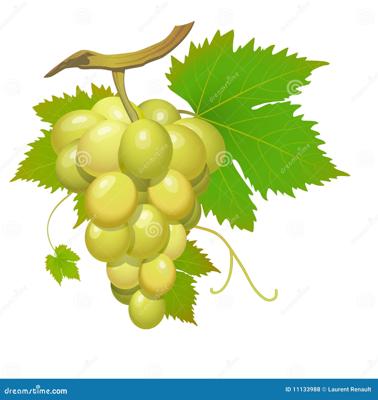 Witte druif vector illustratie. Illustration of purper - 11133988