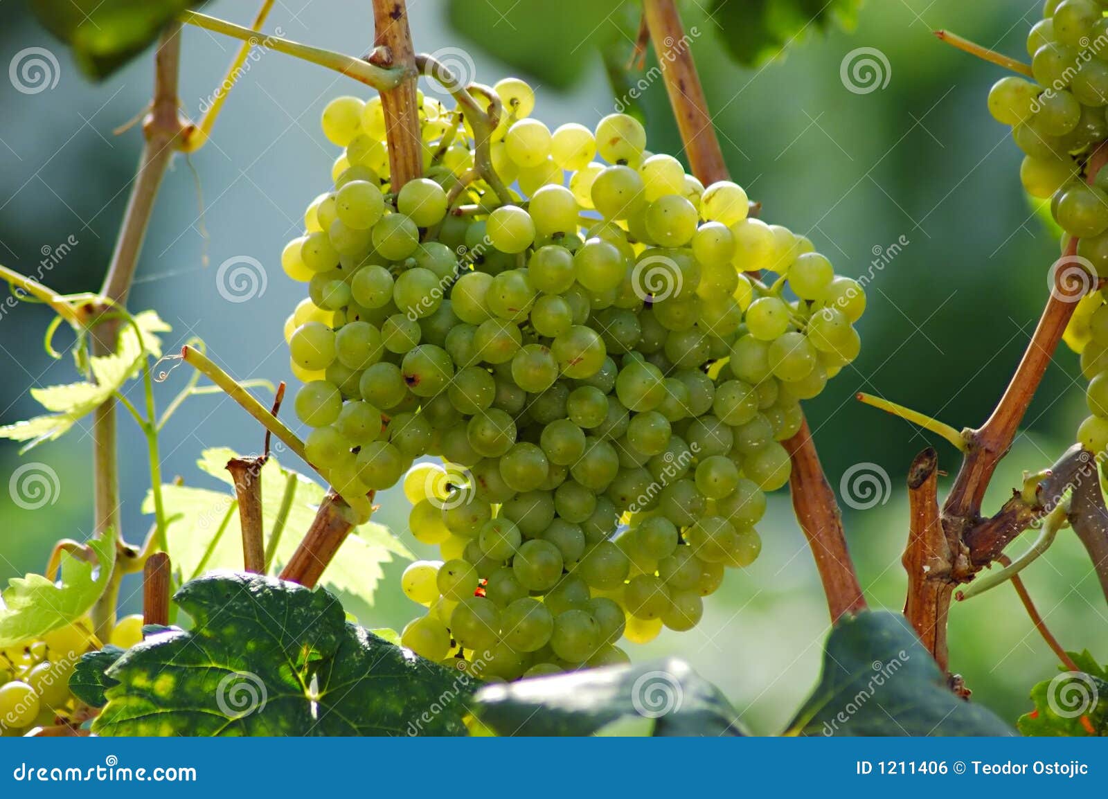 Witte druif stock foto. Image of schaduw, transparant - 1211406