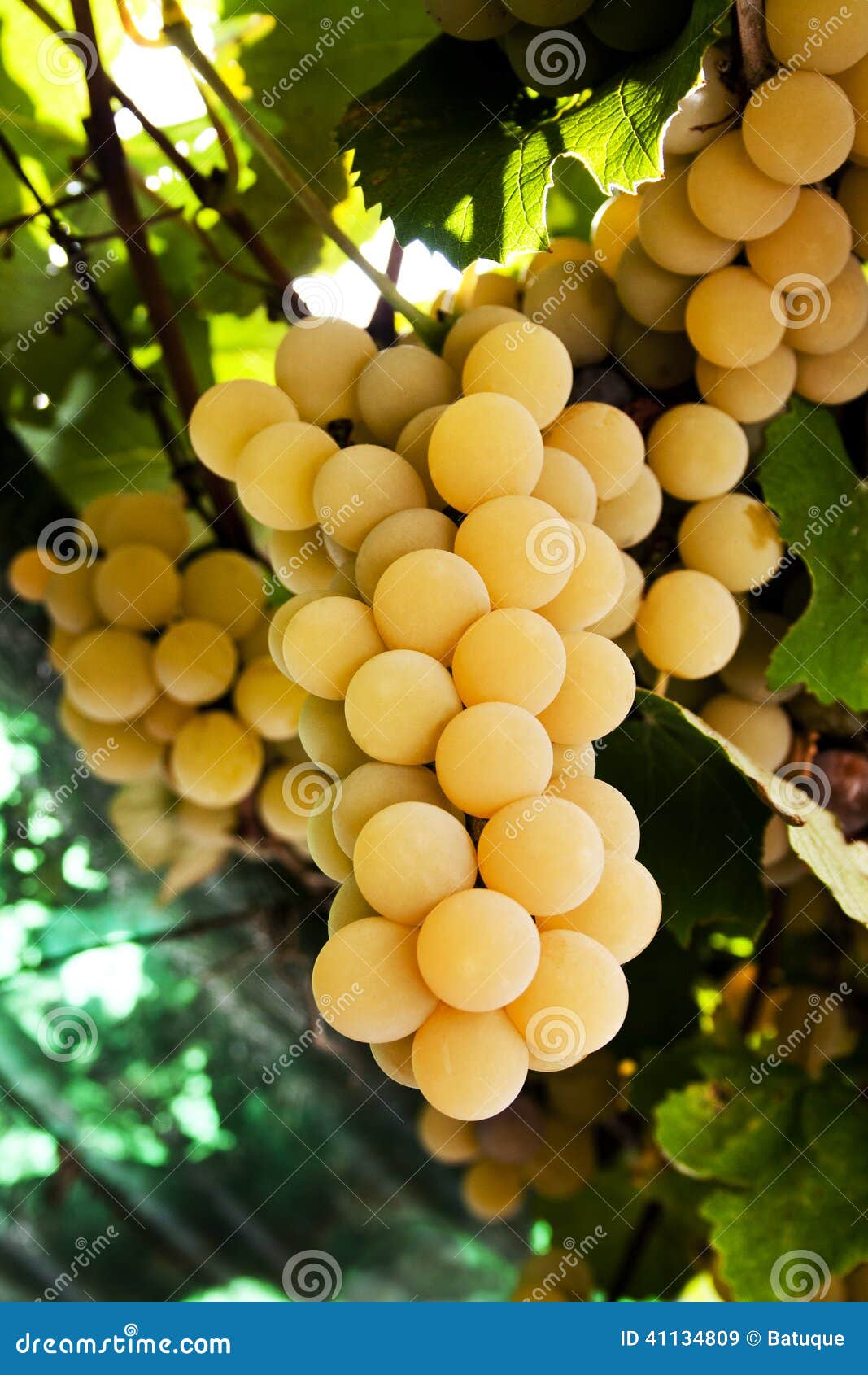 Witte druif stock afbeelding. Image of drank, muscateldruif - 41134809