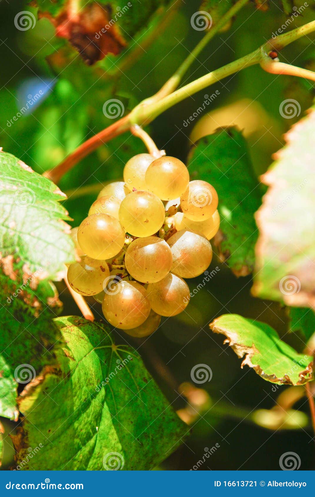 Witte druif Albariño stock afbeelding. Image of takken - 16613721