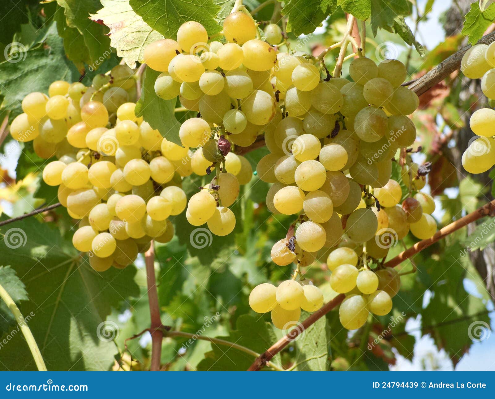 Witte druif op de wijnstok stock afbeelding. Image of oogst - 24794439
