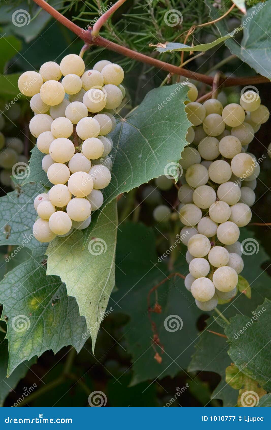 Witte Druiven in Een Wijngaard Stock Afbeelding - Image of oogst, rijp ...