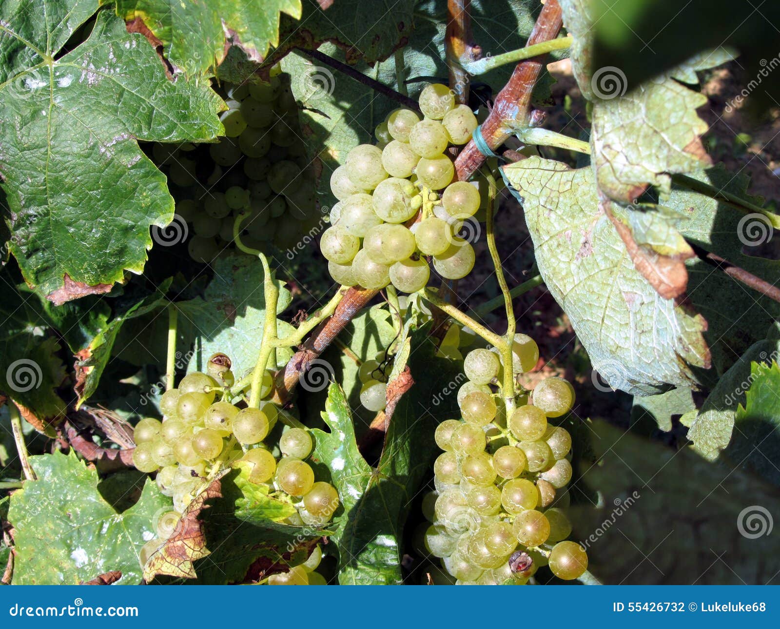 Witte Druiven in Een Wijngaard Stock Foto - Image of bobbel, kleur ...