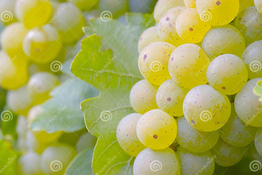 Witte Druiven Op De Wijnstok Stock Afbeelding - Image of groen, wijn ...