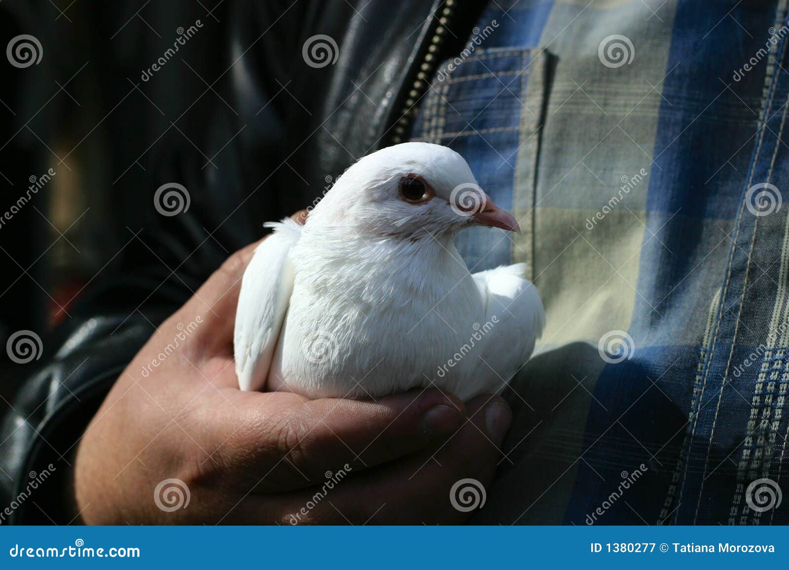 Witte duif stock afbeelding. Image of huwelijk, greep - 1380277